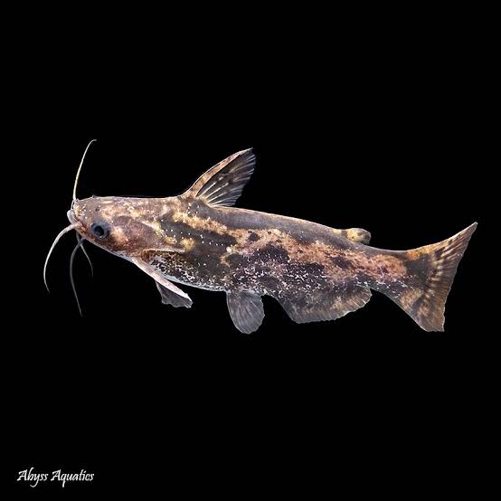 Ocean Series #152 – 🐟 Driftwood Catfish: The Shadow of the River Depths 🌊🌑