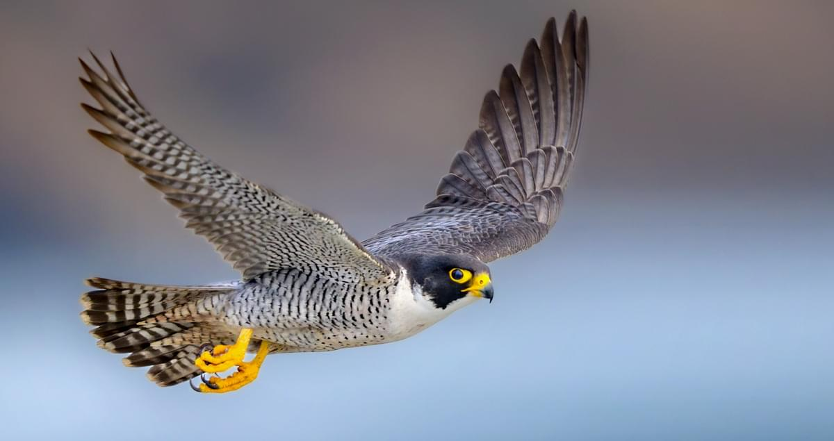 ⚡ Speed Demons of the Animal Kingdom 🦅🐆🐟