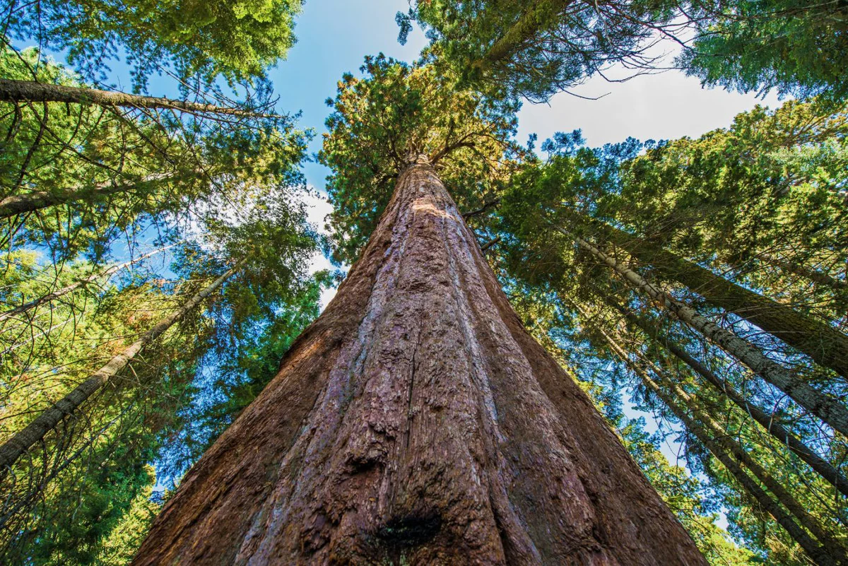 Hyperion – The Tallest Tree on Our Planet! 🌍
