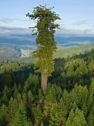 Hyperion – The Tallest Tree on Our Planet! 🌍
