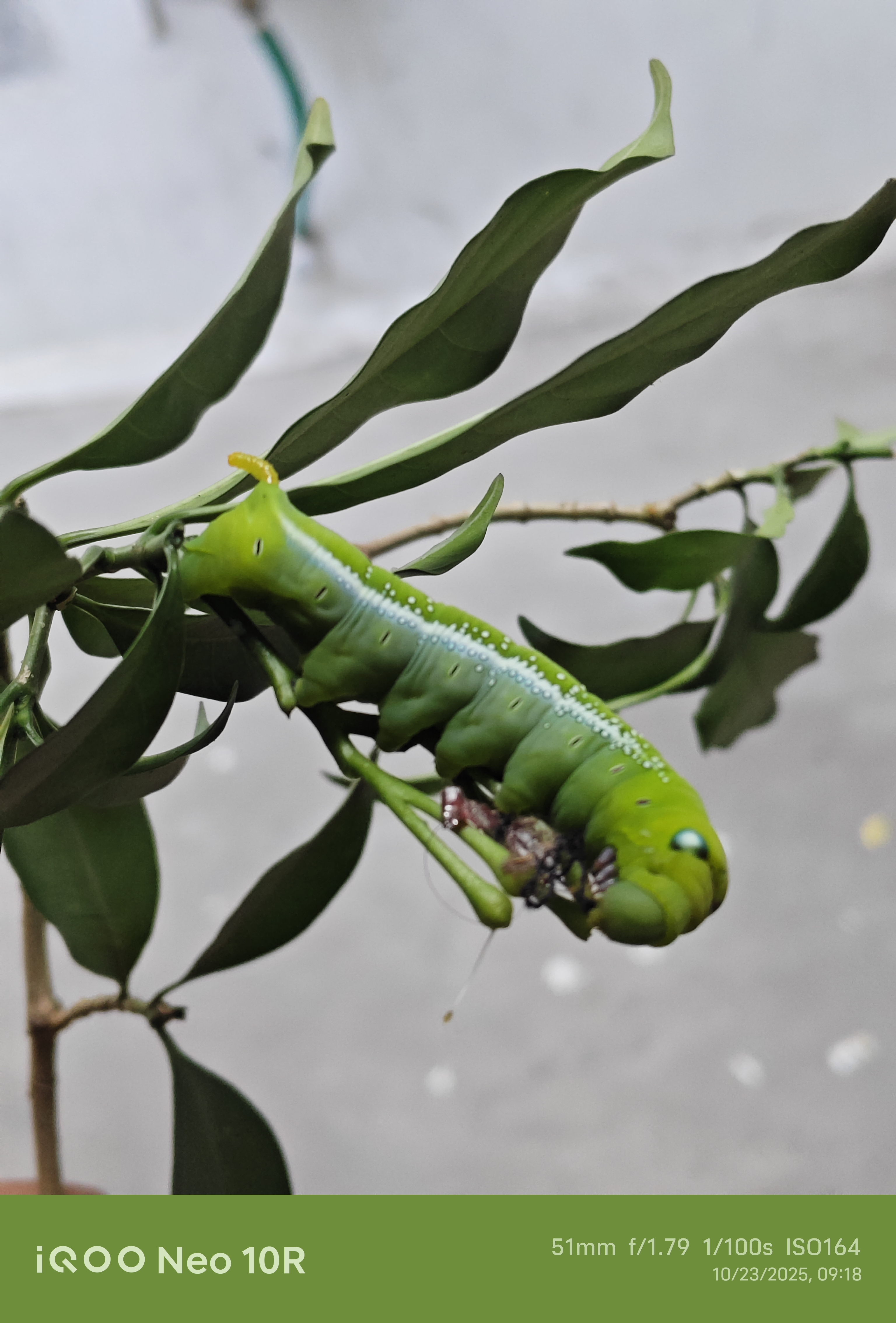 Morning with caterpillar capture beautiful moments with iQOO Neo10r ...