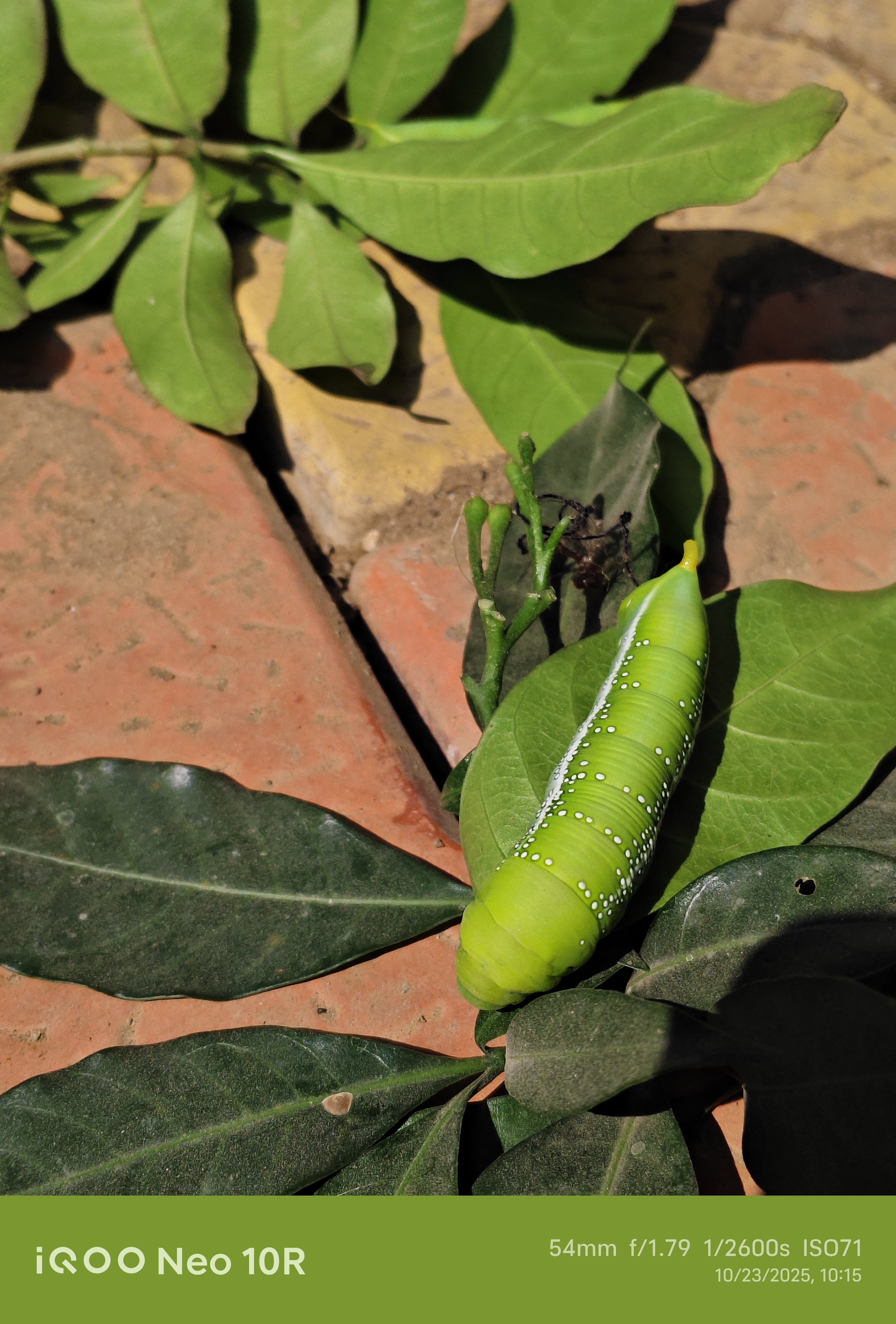Morning with caterpillar capture beautiful moments with iQOO Neo10r ...