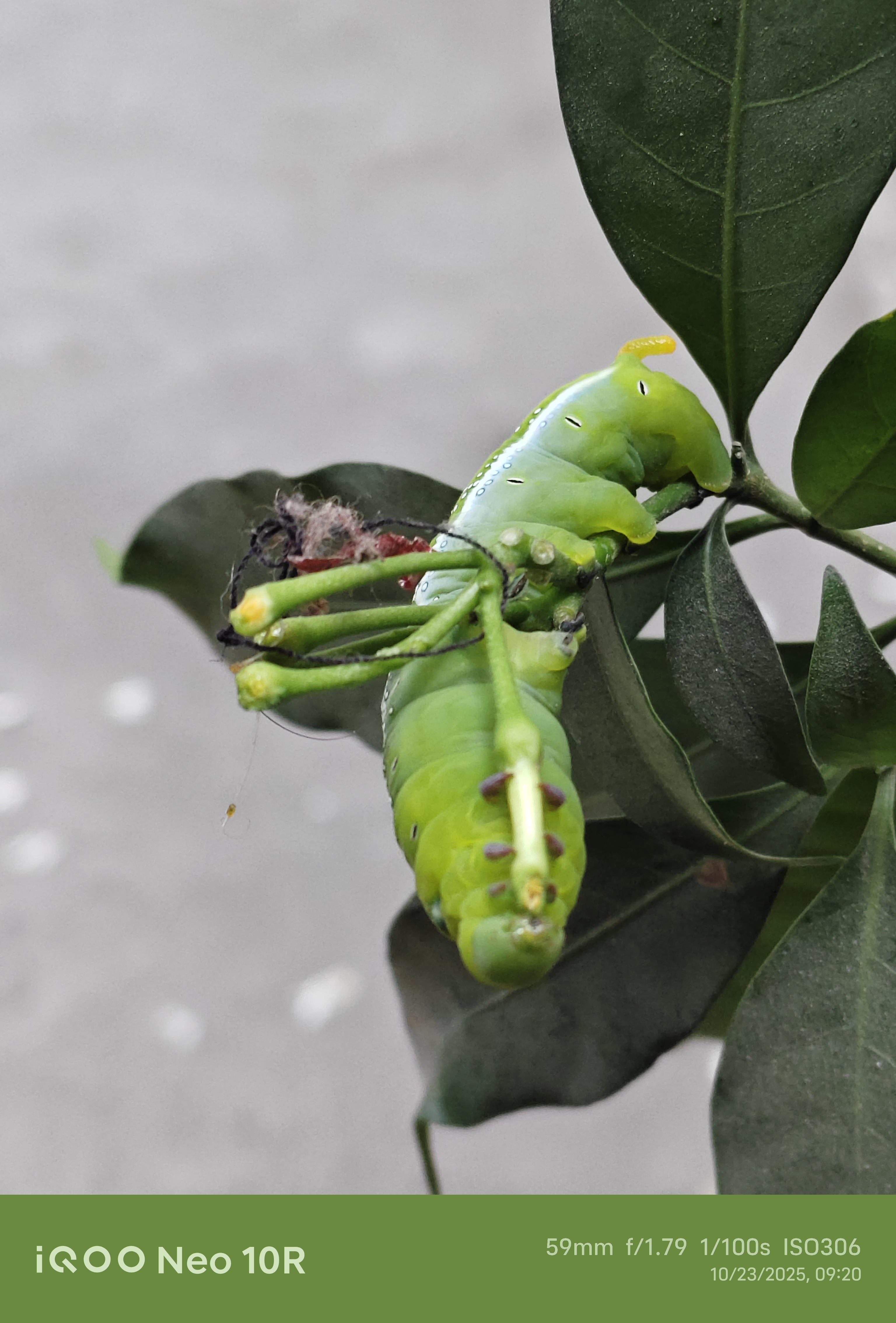 Morning with caterpillar capture beautiful moments with iQOO Neo10r ...