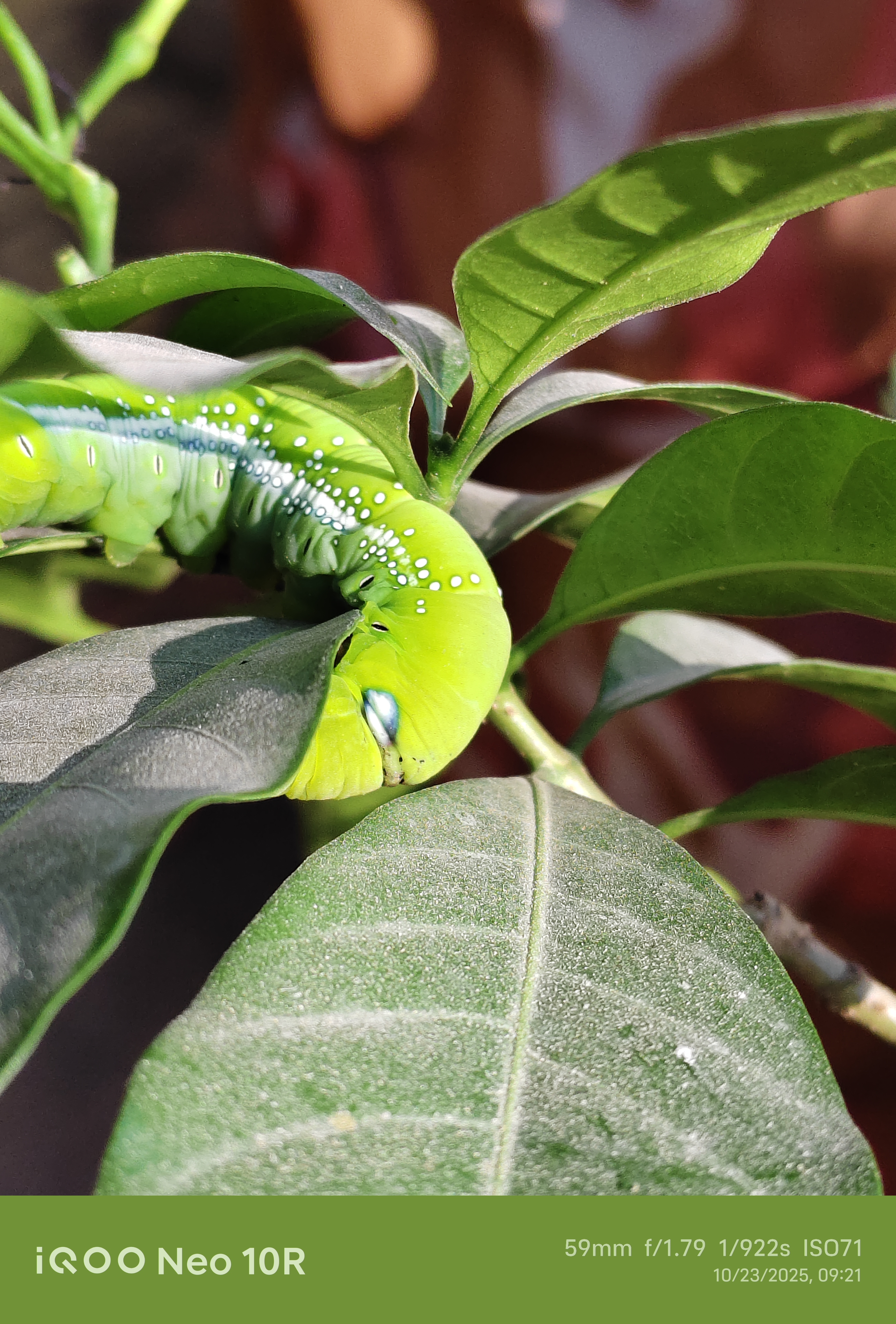 Morning with caterpillar capture beautiful moments with iQOO Neo10r ...