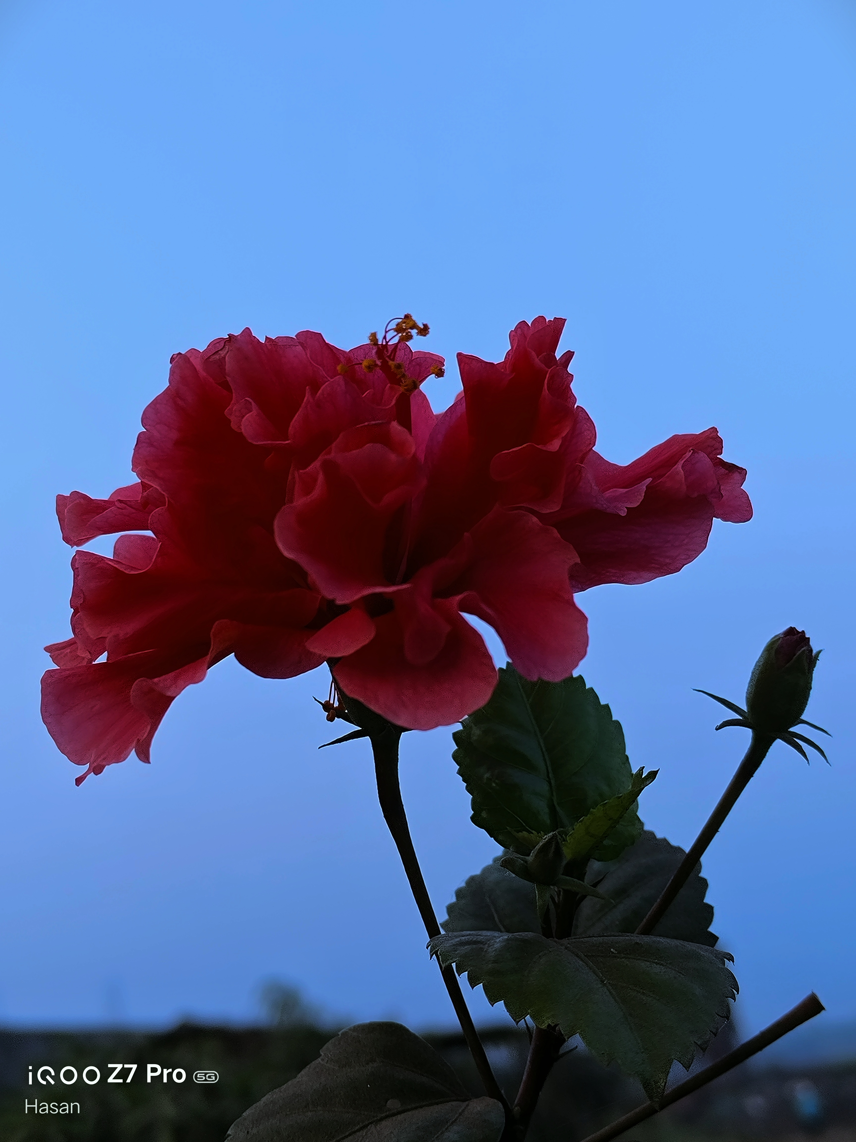 Floral Whispers: Capturing Nature’s Charm | ShotOniQOO