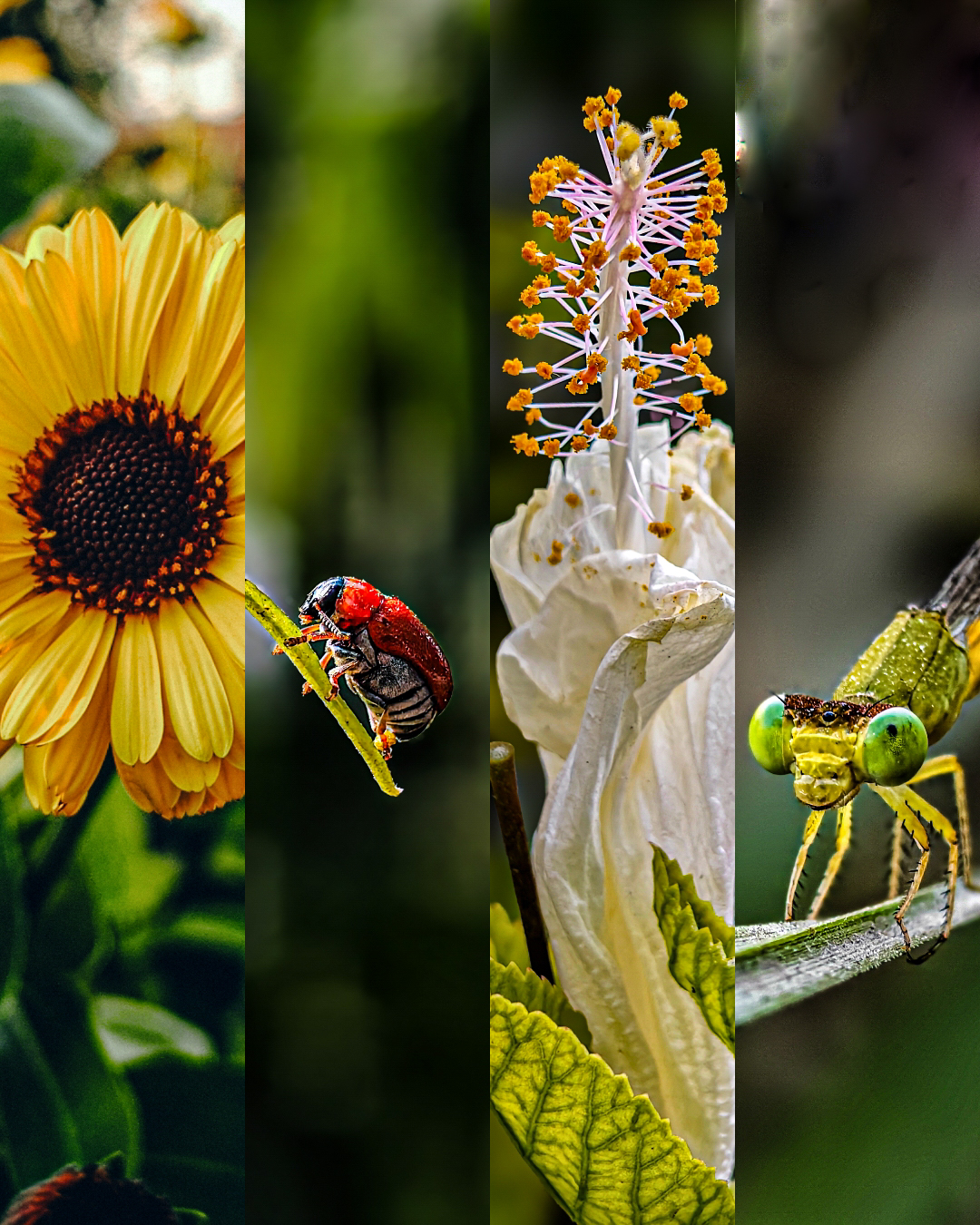 Finding Stillness Through Nature Photography 🌿