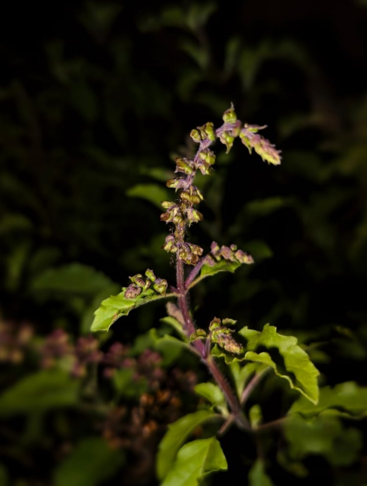 Night Macro Shots – 👀😃