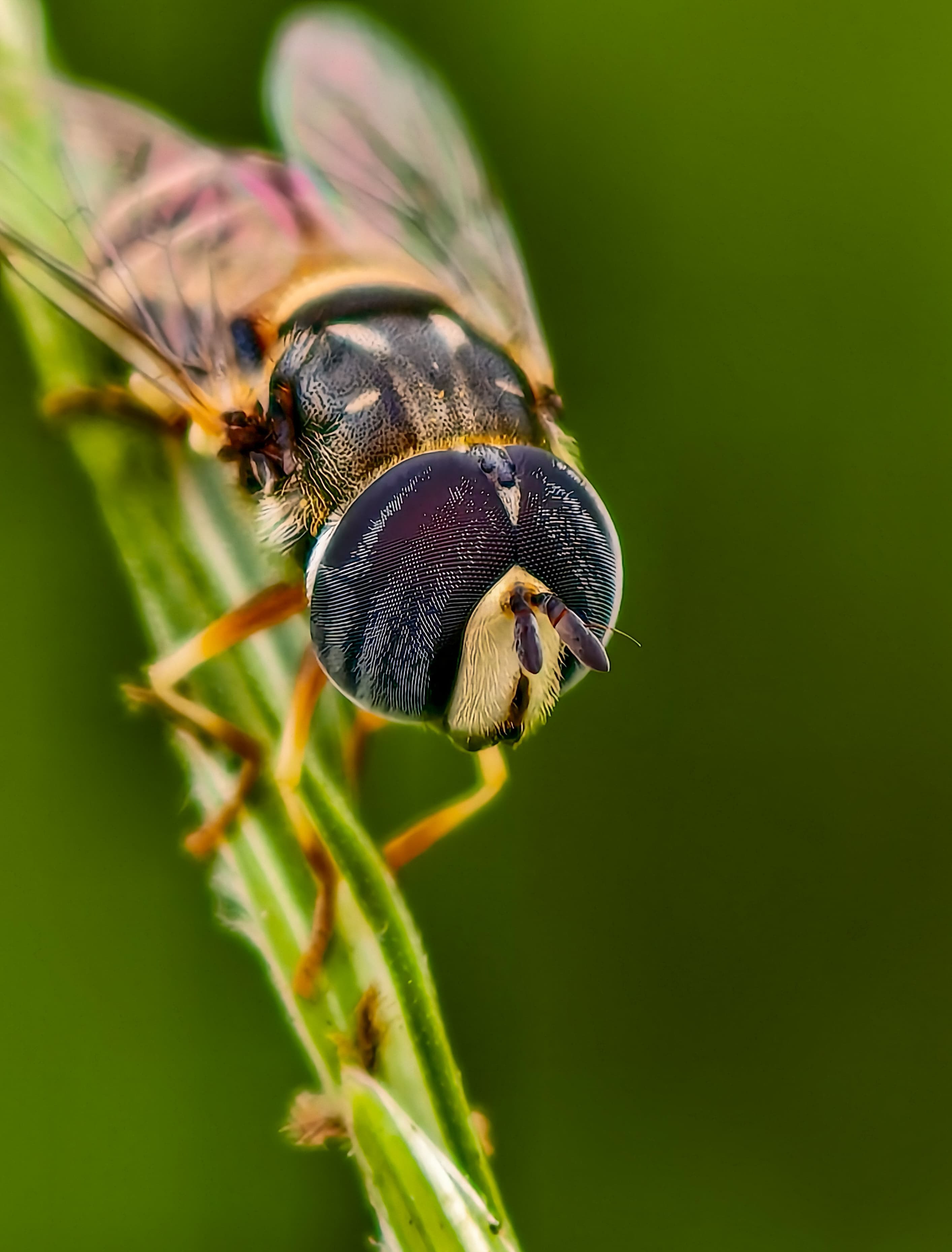 The Insect Macro — “Micro World, Mega Detail