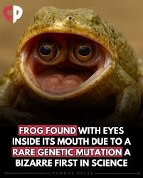 WORLD'S FIRST EVER FROG FOUND WITH EYES INSIDE ITS MOUTH DUE TO RARE ...
