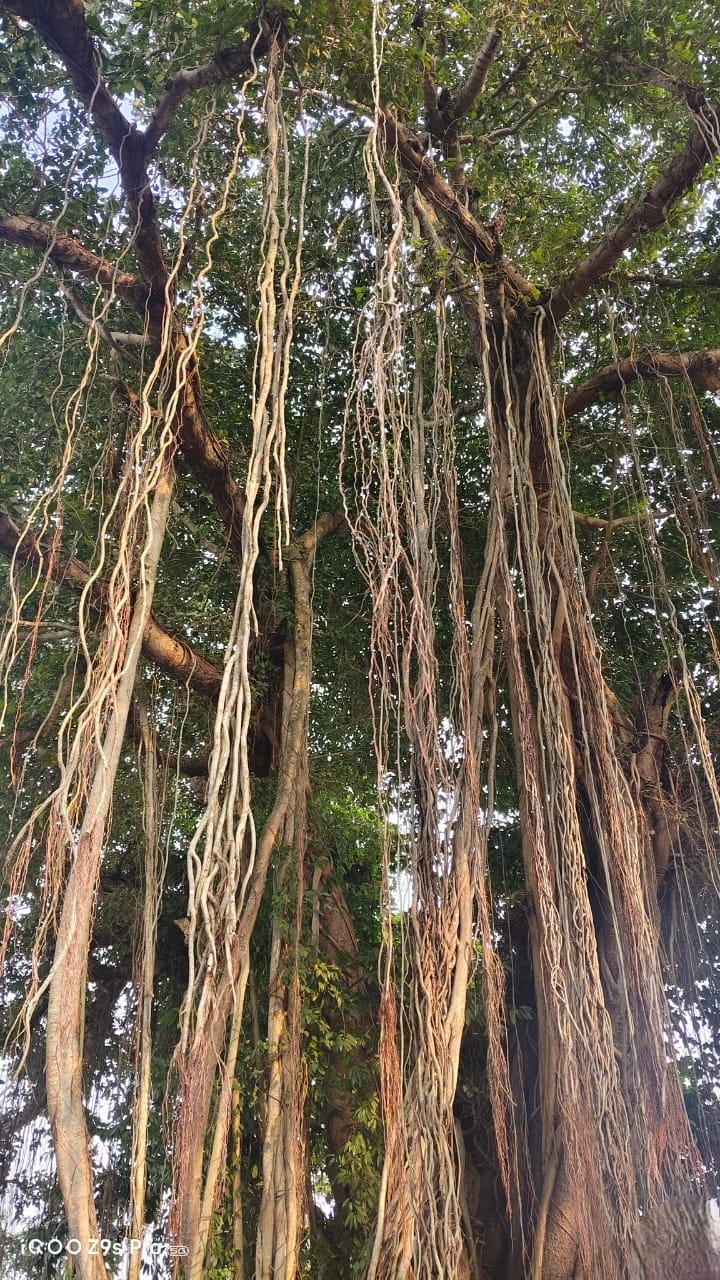 Nature Photography | Story of Great Banyan | ShotOnIQOO