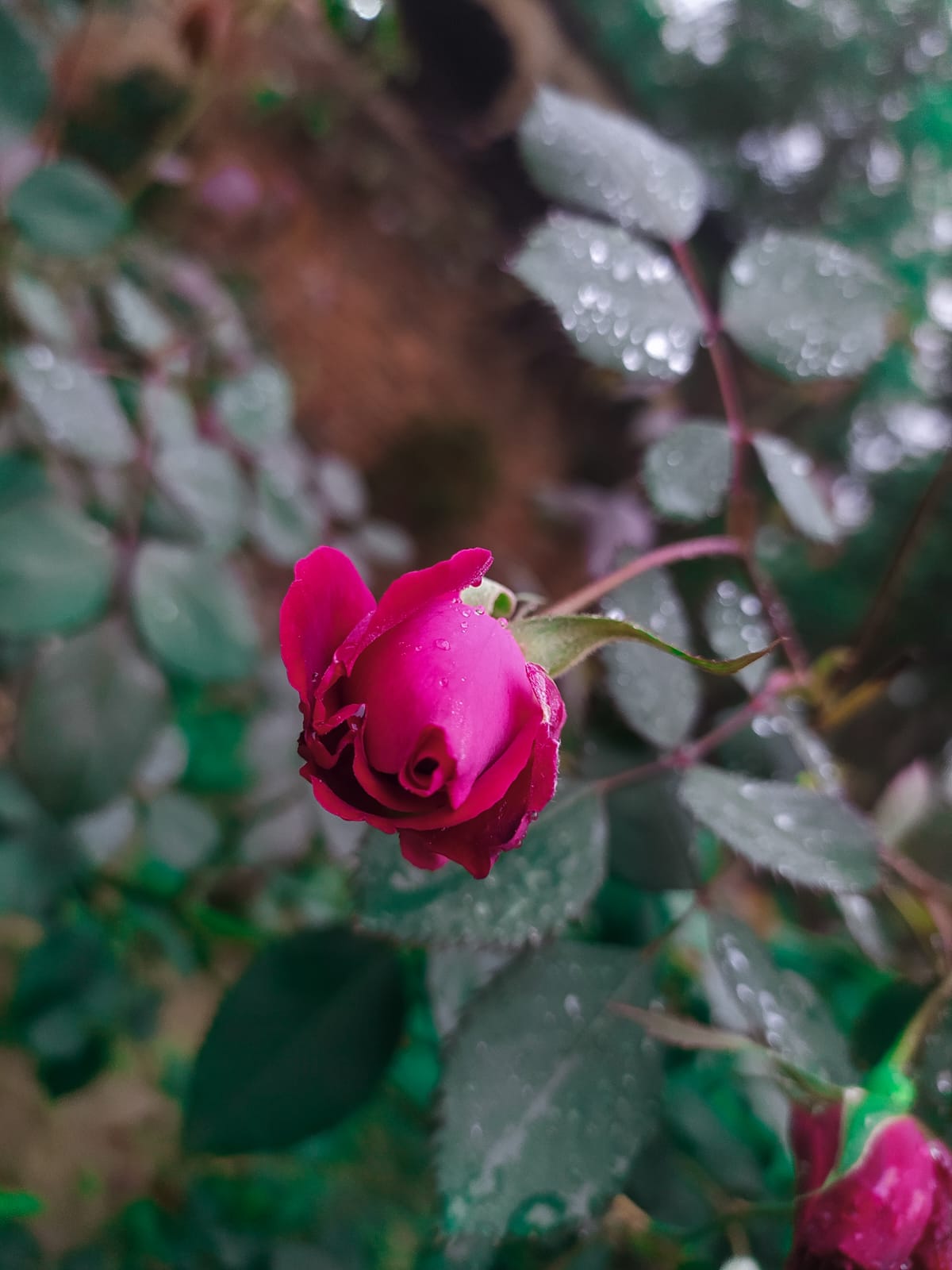 Rose shots