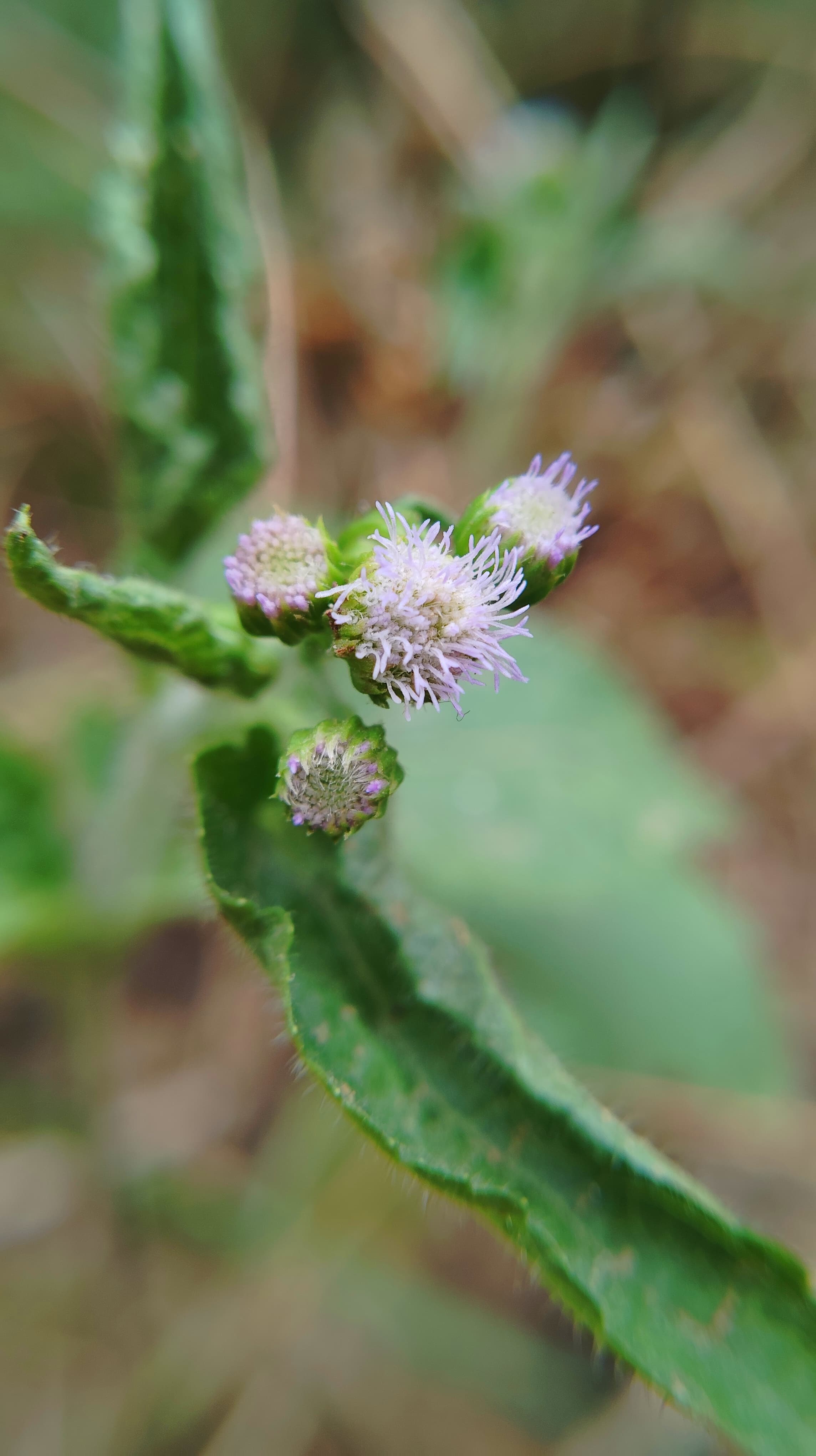 Duranta plant
