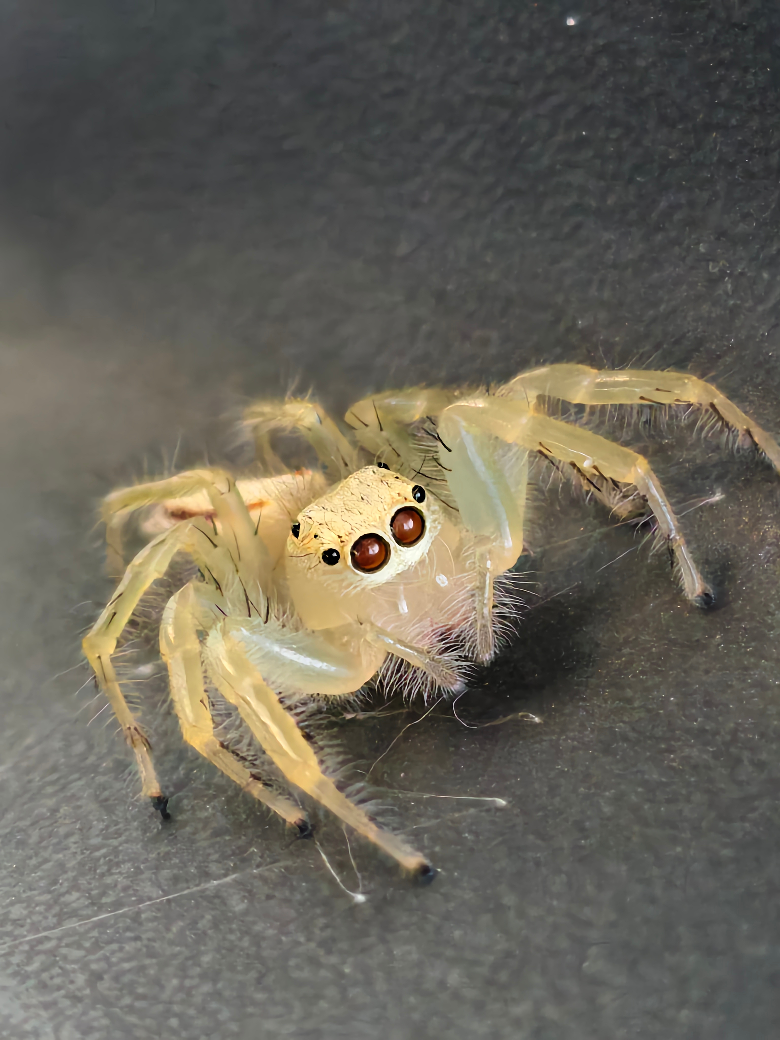 Who needs a macro lens when you have such good main lens