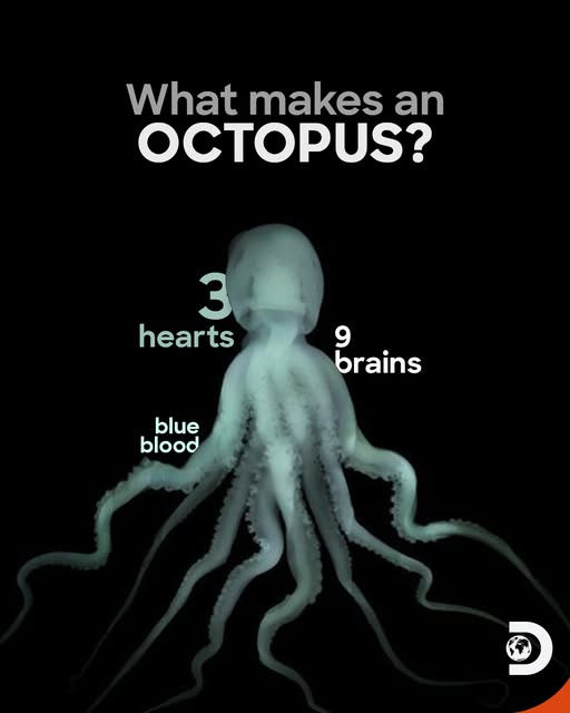 ⚡ Did You Know? — Octopuses Have Three Hearts & Blue Blood 🐙💙