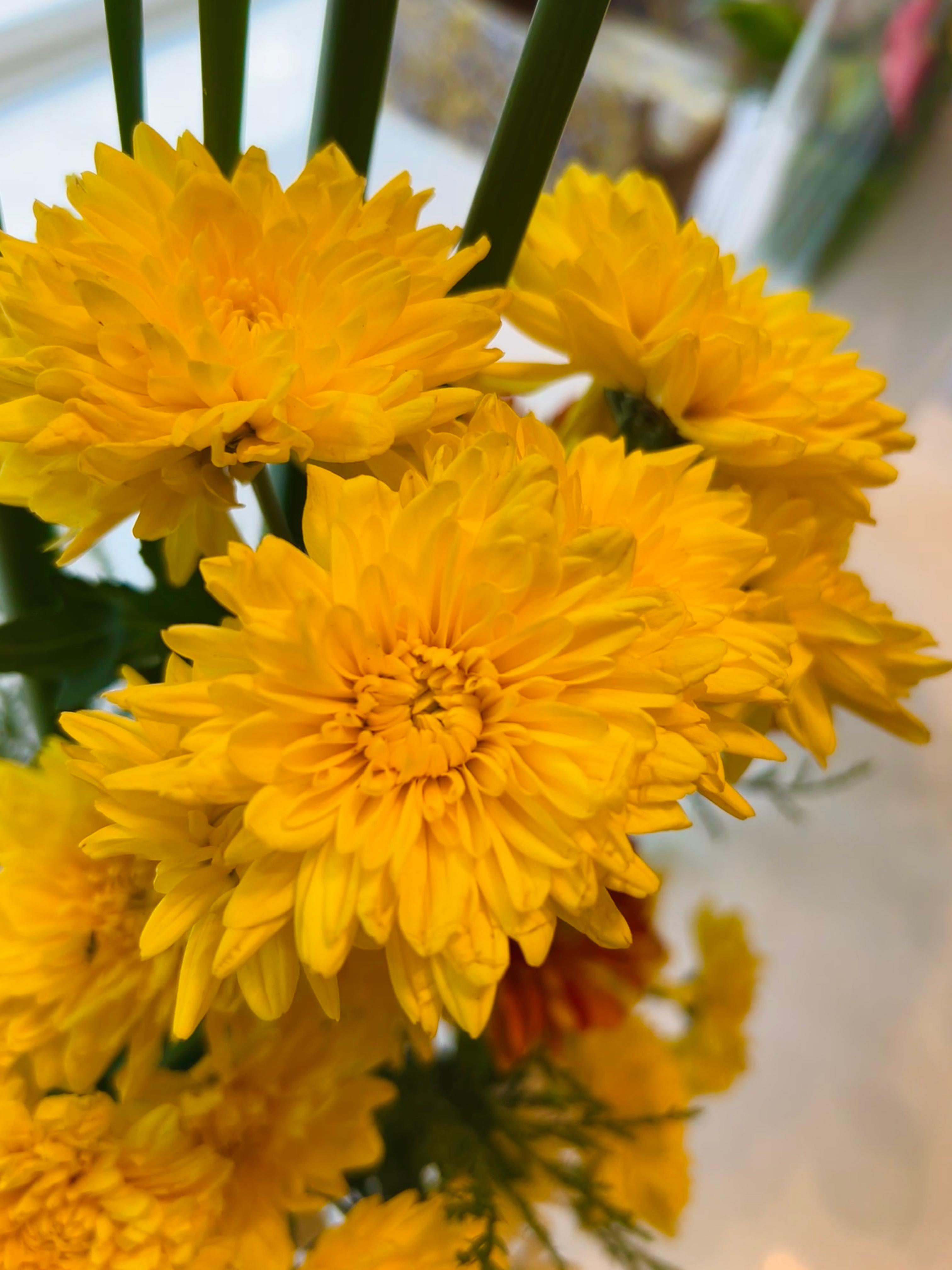 Embracing the Beauty A Burst of Yellow and White