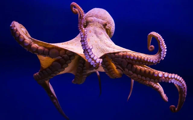 ⚡ Did You Know? — Octopuses Have Three Hearts & Blue Blood 🐙💙