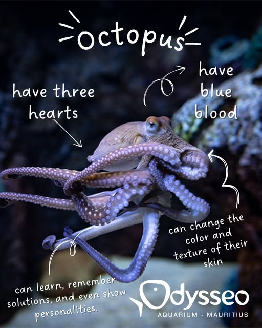 ⚡ Did You Know? — Octopuses Have Three Hearts & Blue Blood 🐙💙