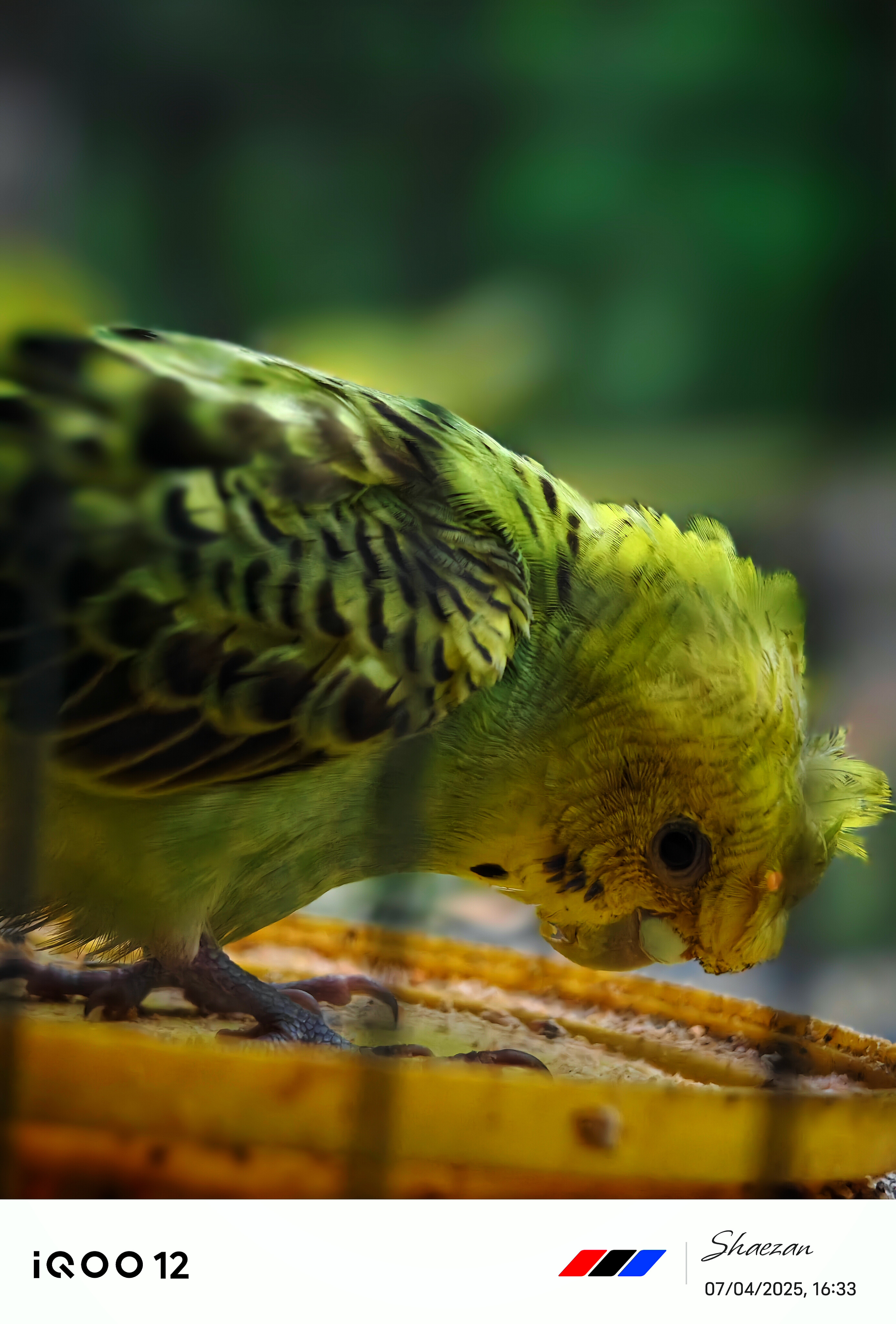 The little green budgie enjoying a snack