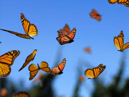 🦋 Butterfly Migration: The Marathon Flyers 🇲🇽