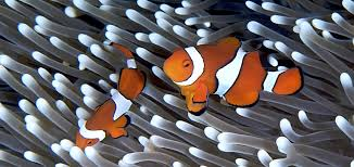 Symbiosis: Partnerships in Nature 🤝