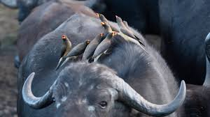 Symbiosis: Partnerships in Nature 🤝