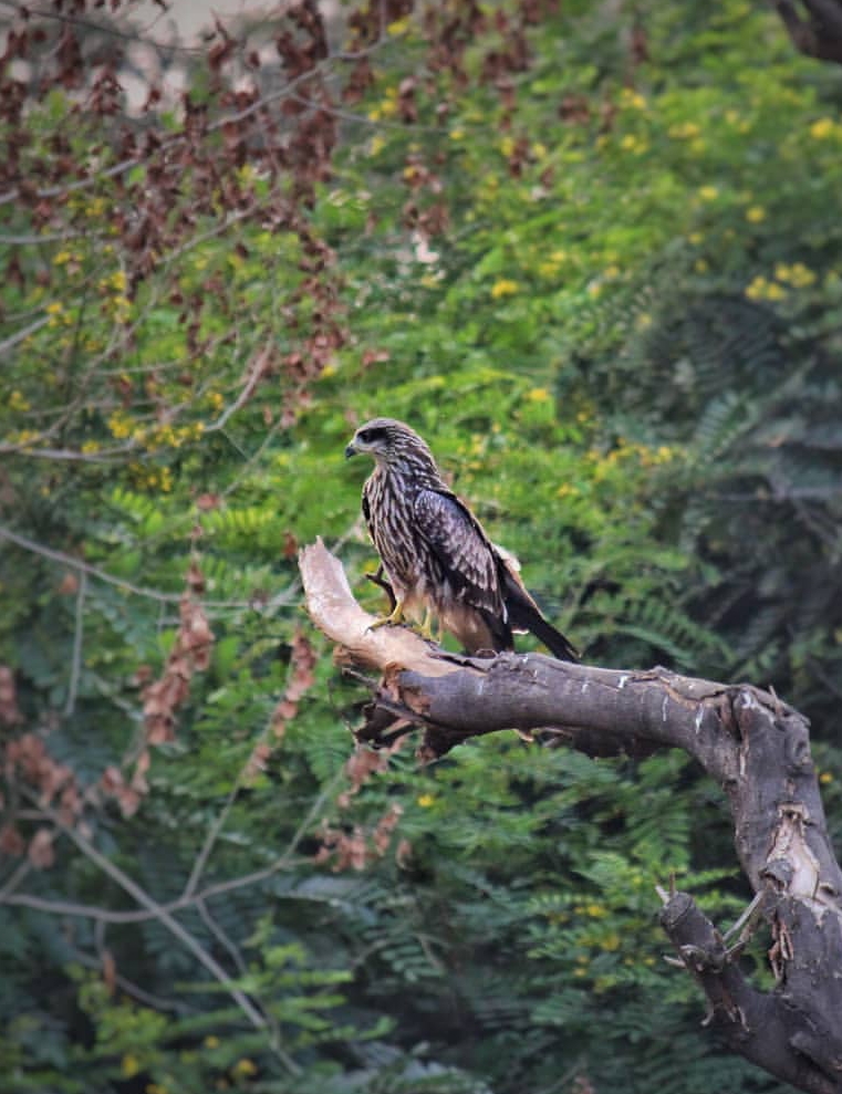 🦅 Raptor's Perch