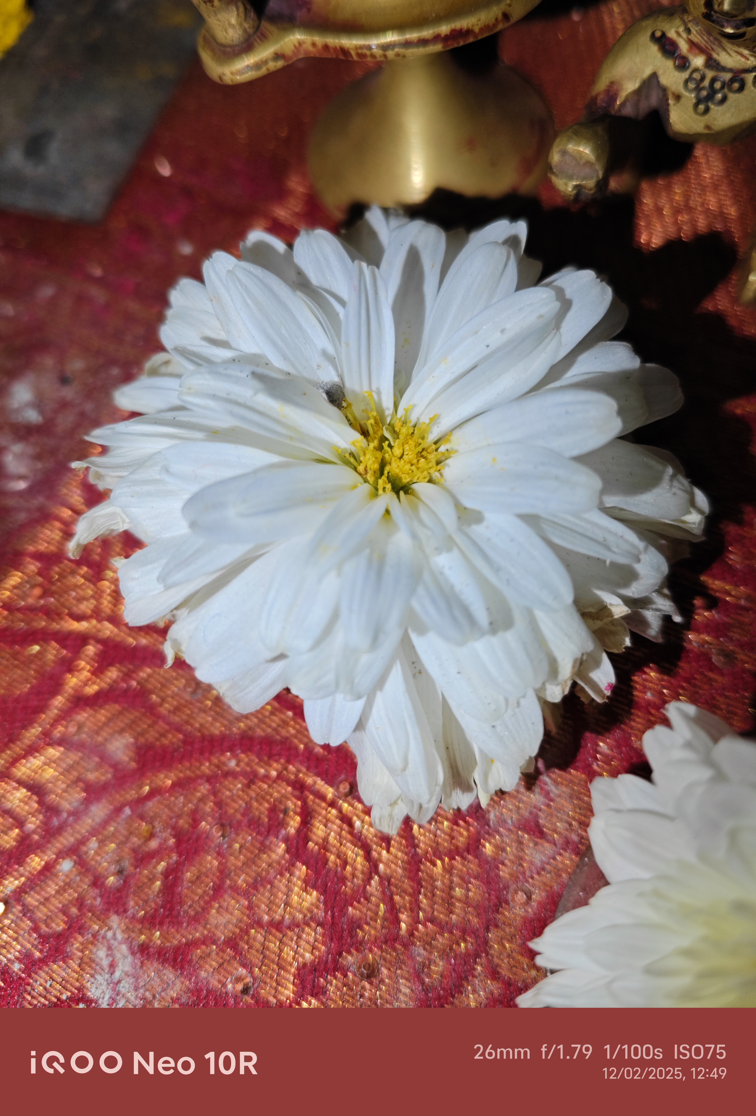 Today I click some natural flowers 💐 with iQOO Neo 10r photography ️