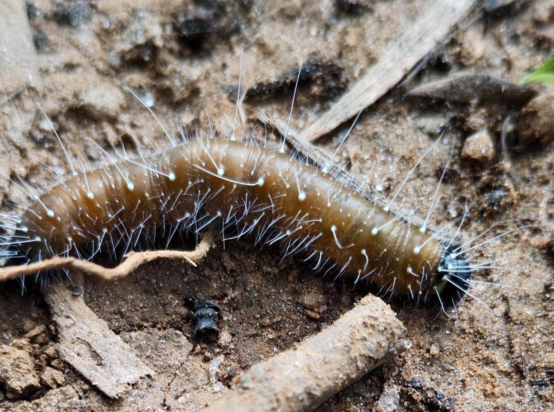 Samse village found a caterpillar