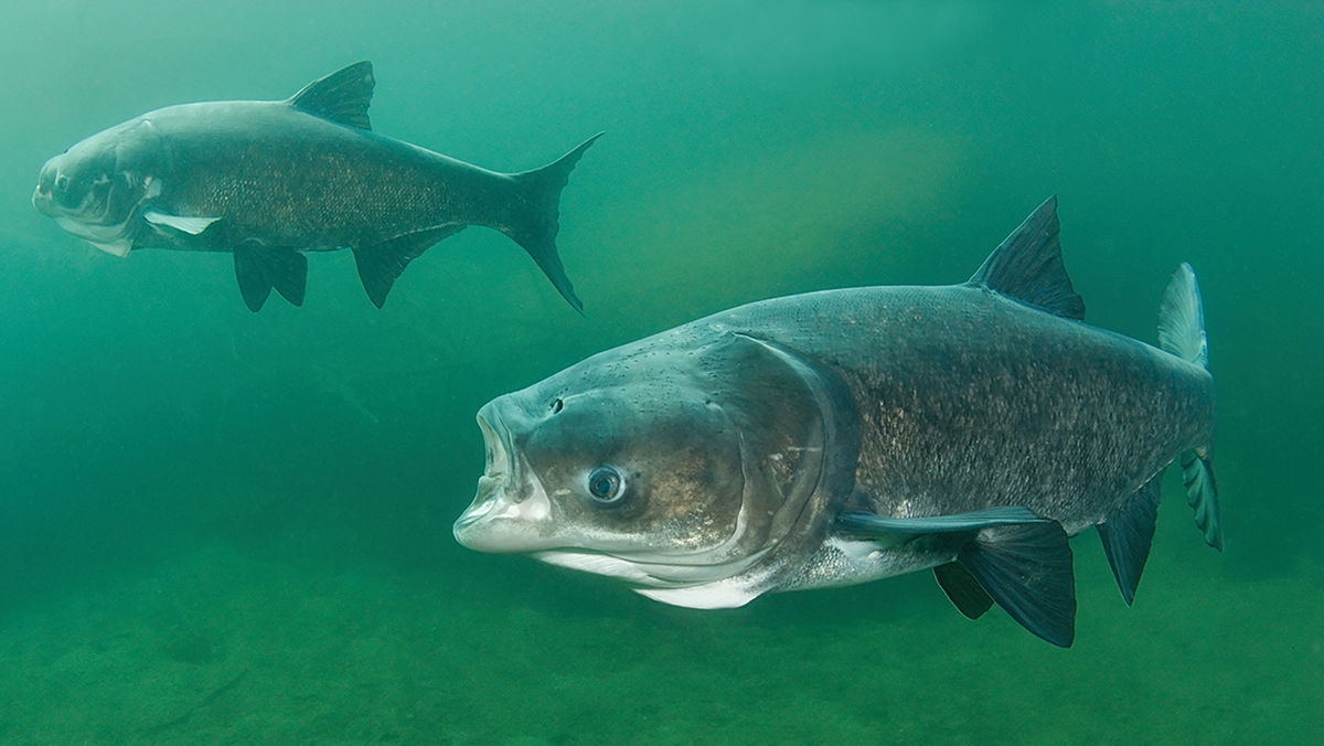 Ocean Series #174 – 🐟🧠 Bighead Carp: The Gentle Giant Filter Feeder 🌊
