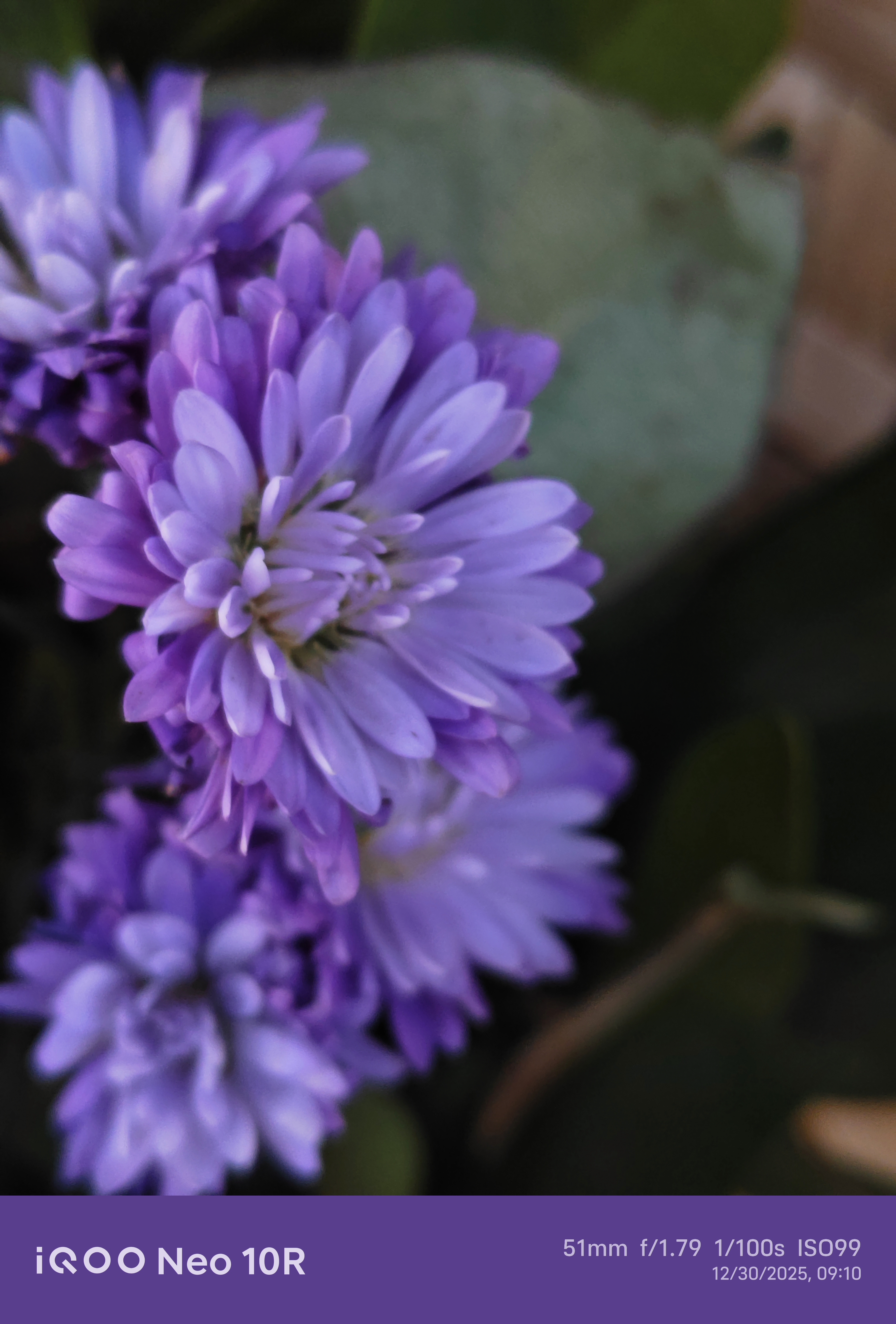 Today I click some natural flowers with iQOO Neo 10r photography ️