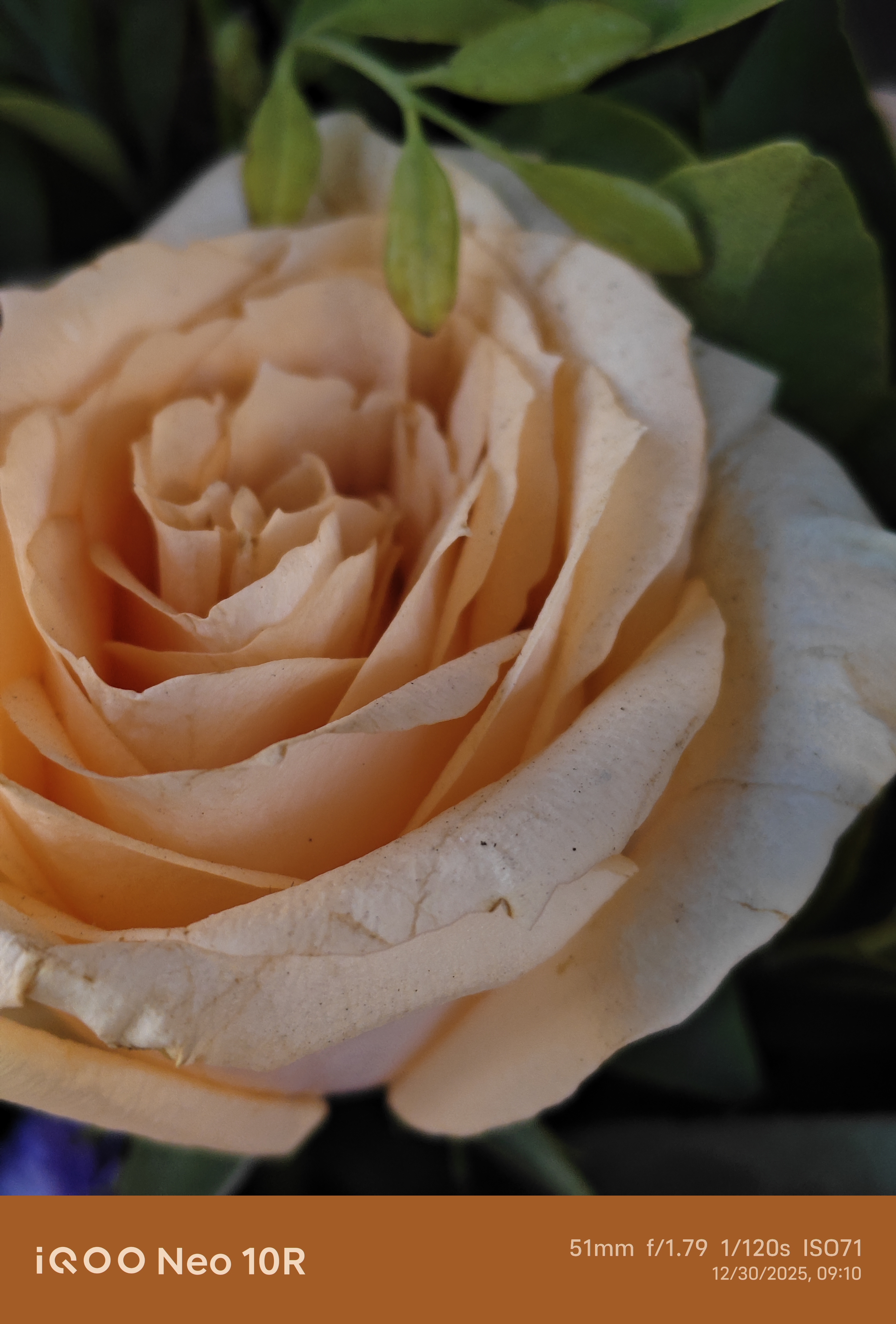 Today I click some natural flowers with iQOO Neo 10r photography ️