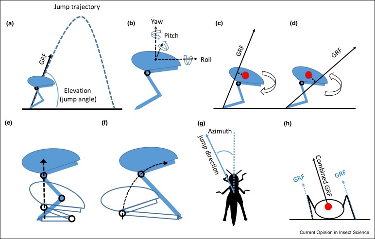 Robots That Jump Like Insects