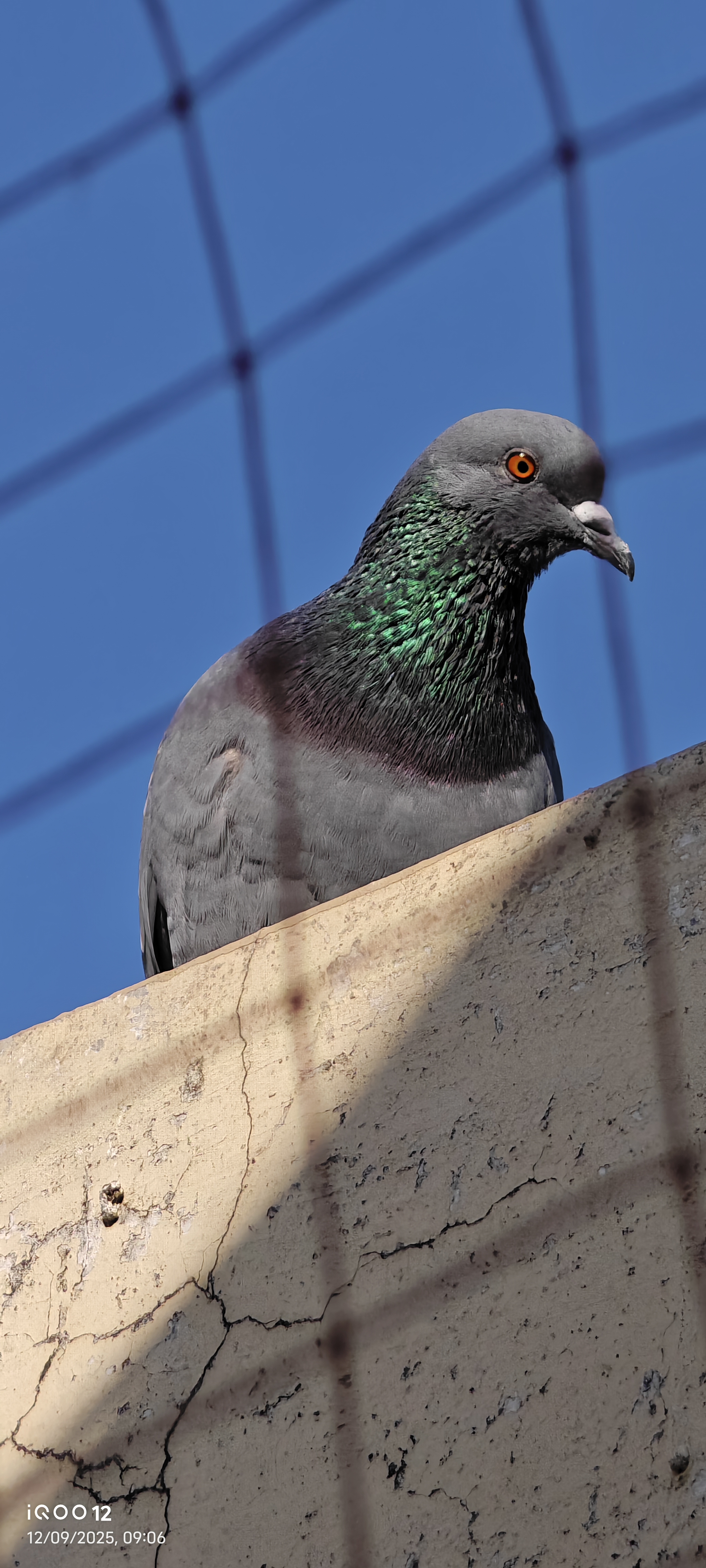 #ShotOniQOO | My Best of 2025