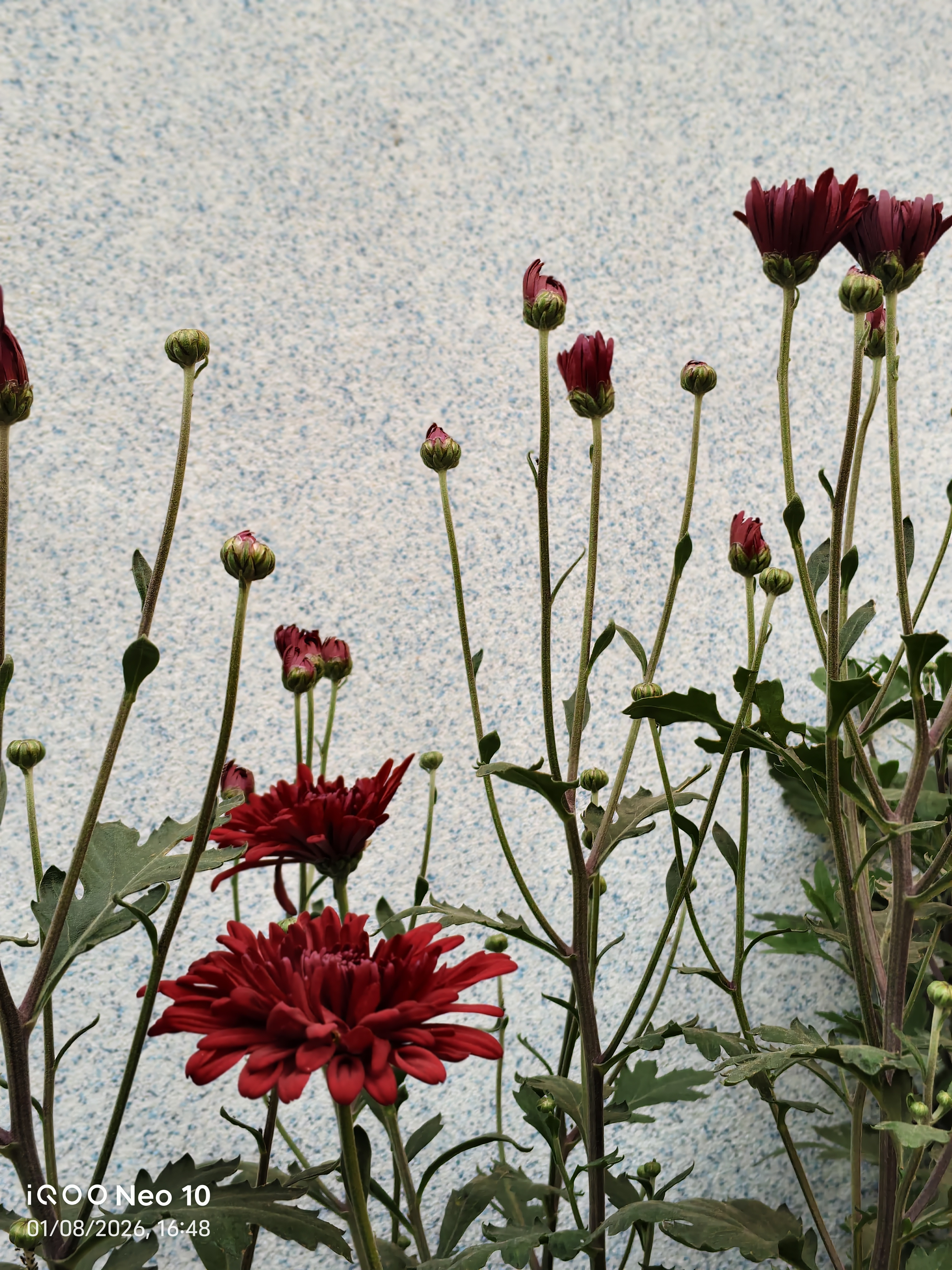 Shot on iQ| From tight buds to full bloom: a study in deep crimson.