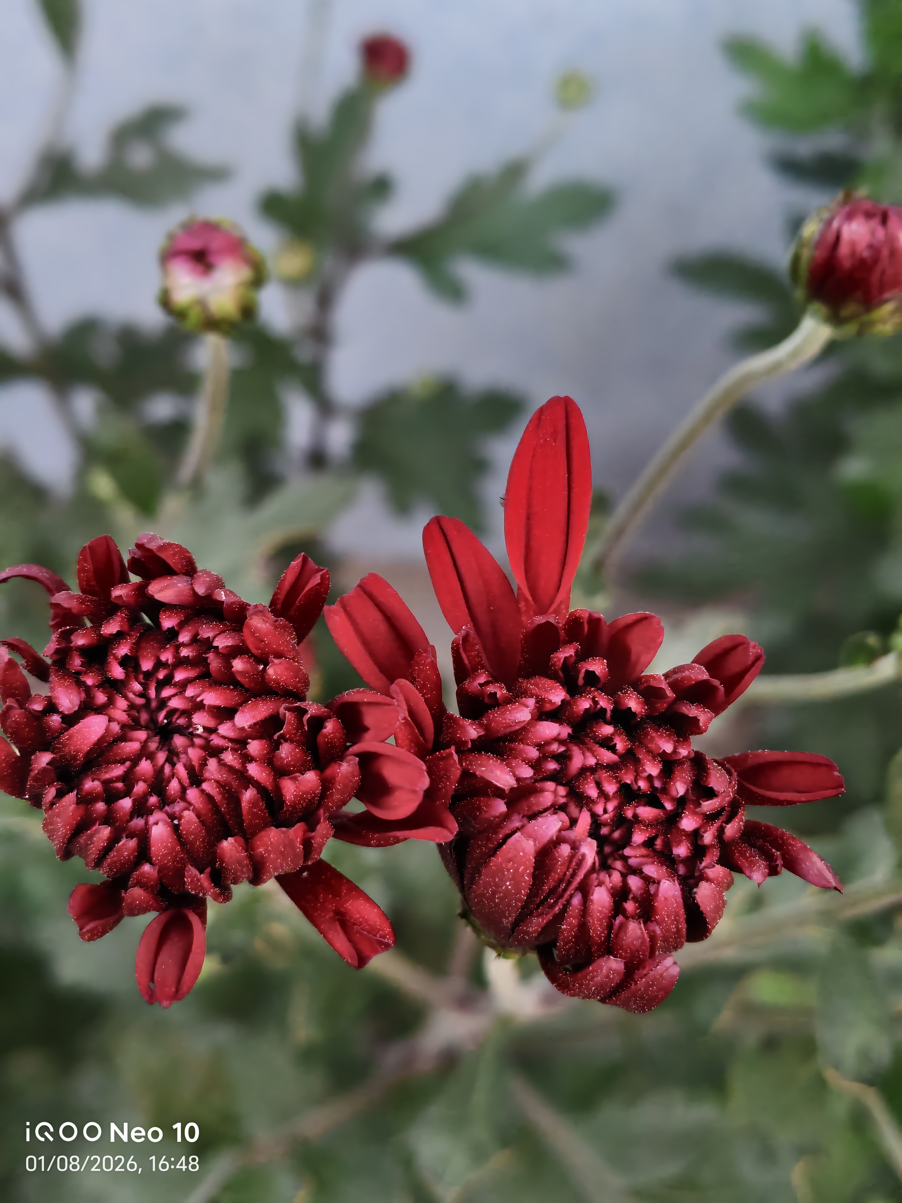 Shot on iQ| From tight buds to full bloom: a study in deep crimson.