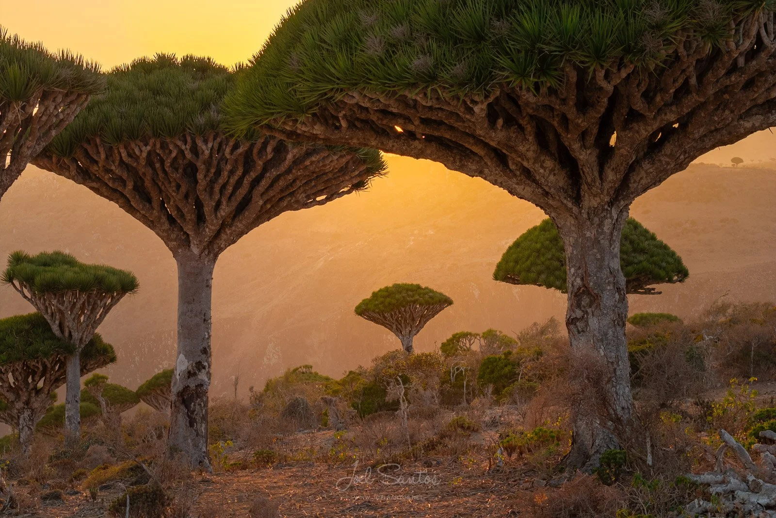 Socotra Island – The Alien Island of Yemen