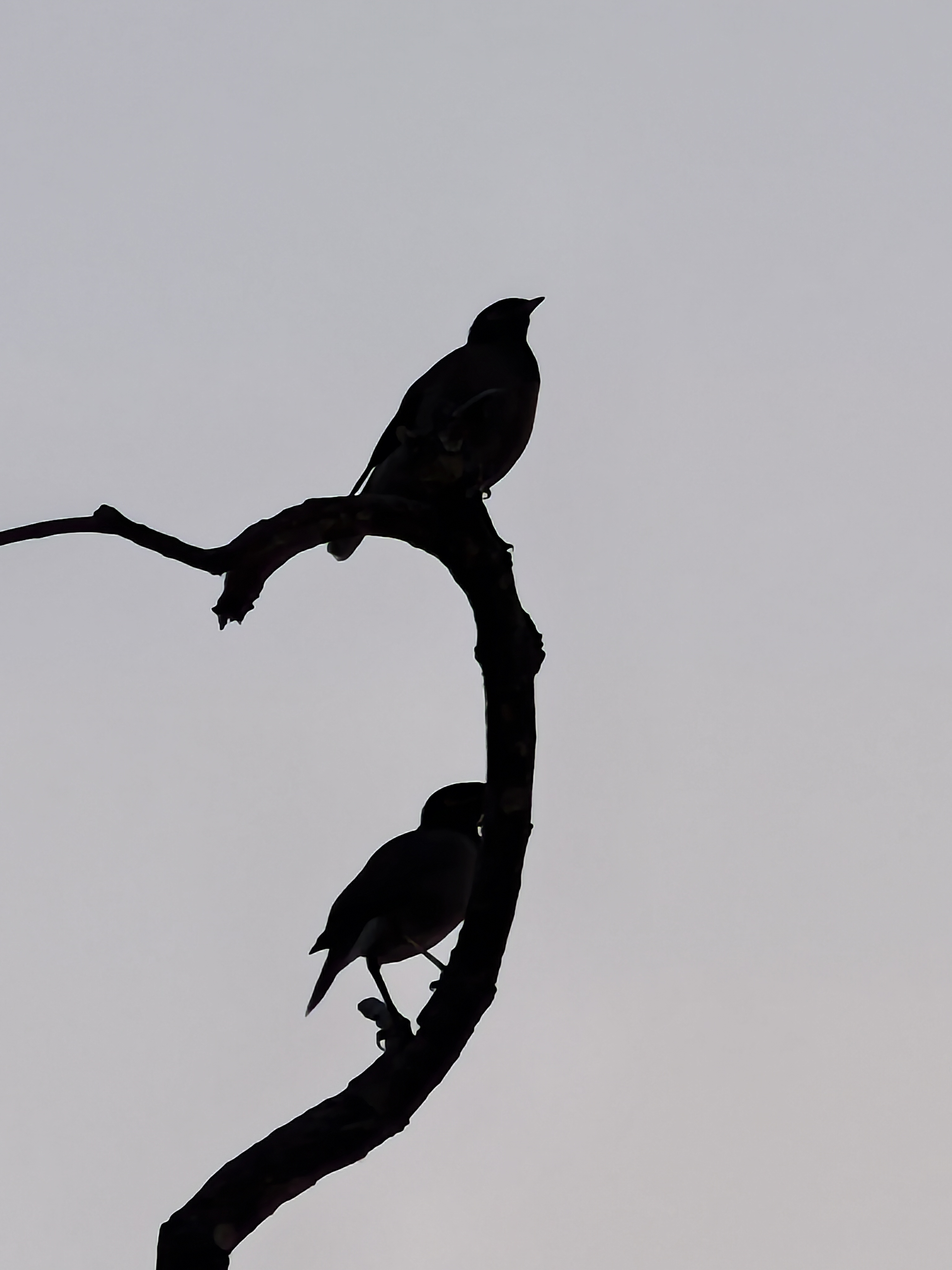 Bird in sunset time...#photography
