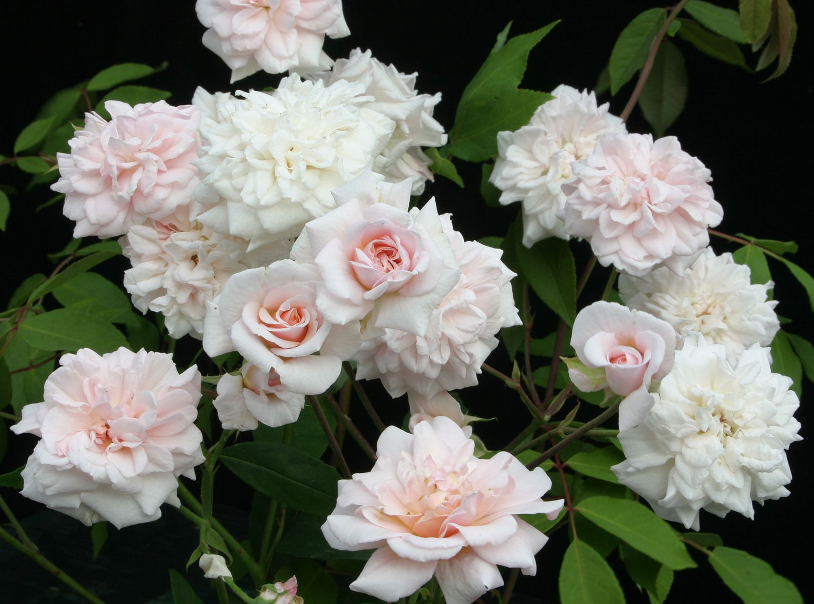 THE ROSE: A CLASSIC ICON