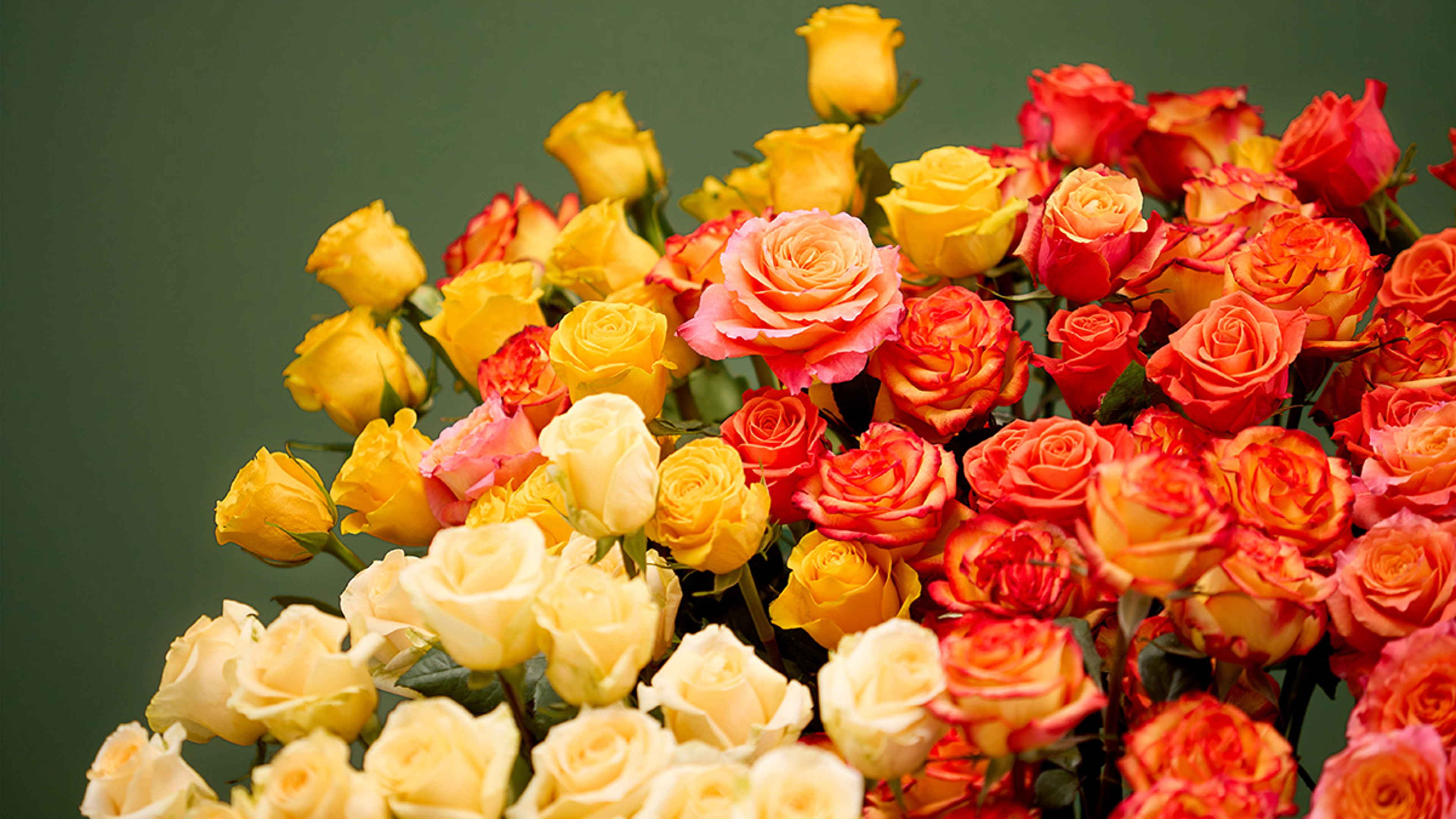 THE ROSE: A CLASSIC ICON