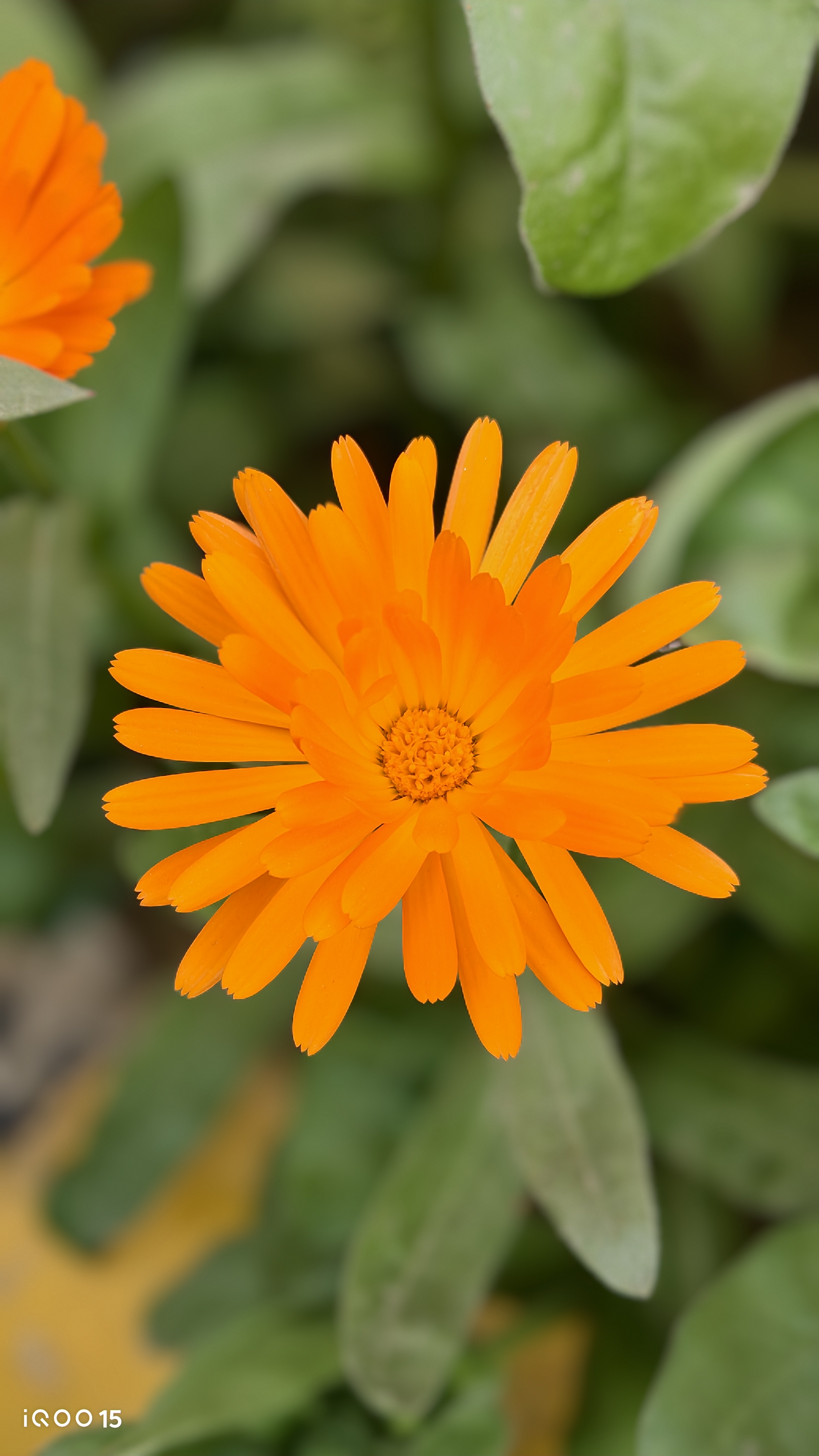 Floral Fantasy X iQOO 15