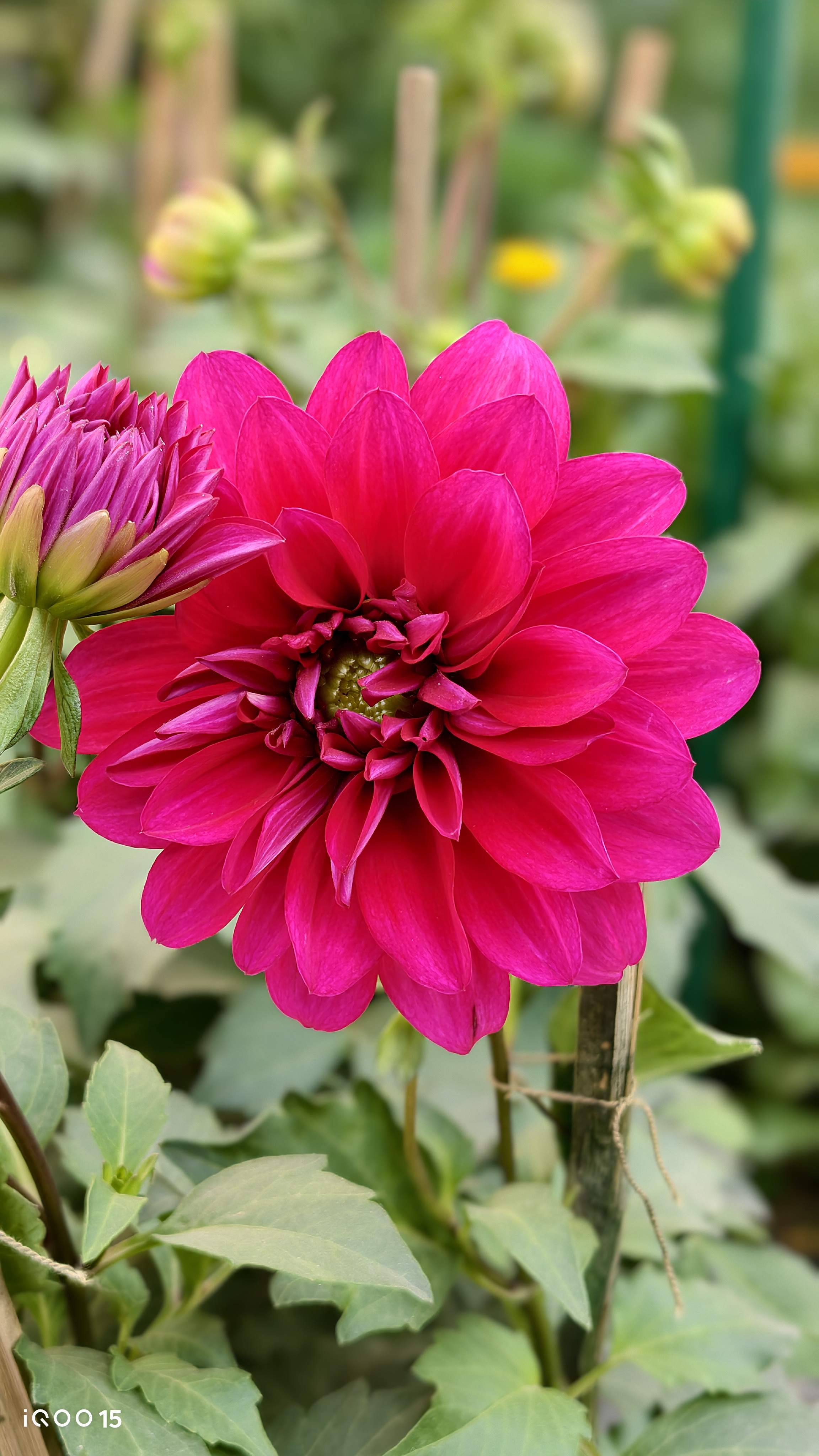 Floral Fantasy X iQOO 15