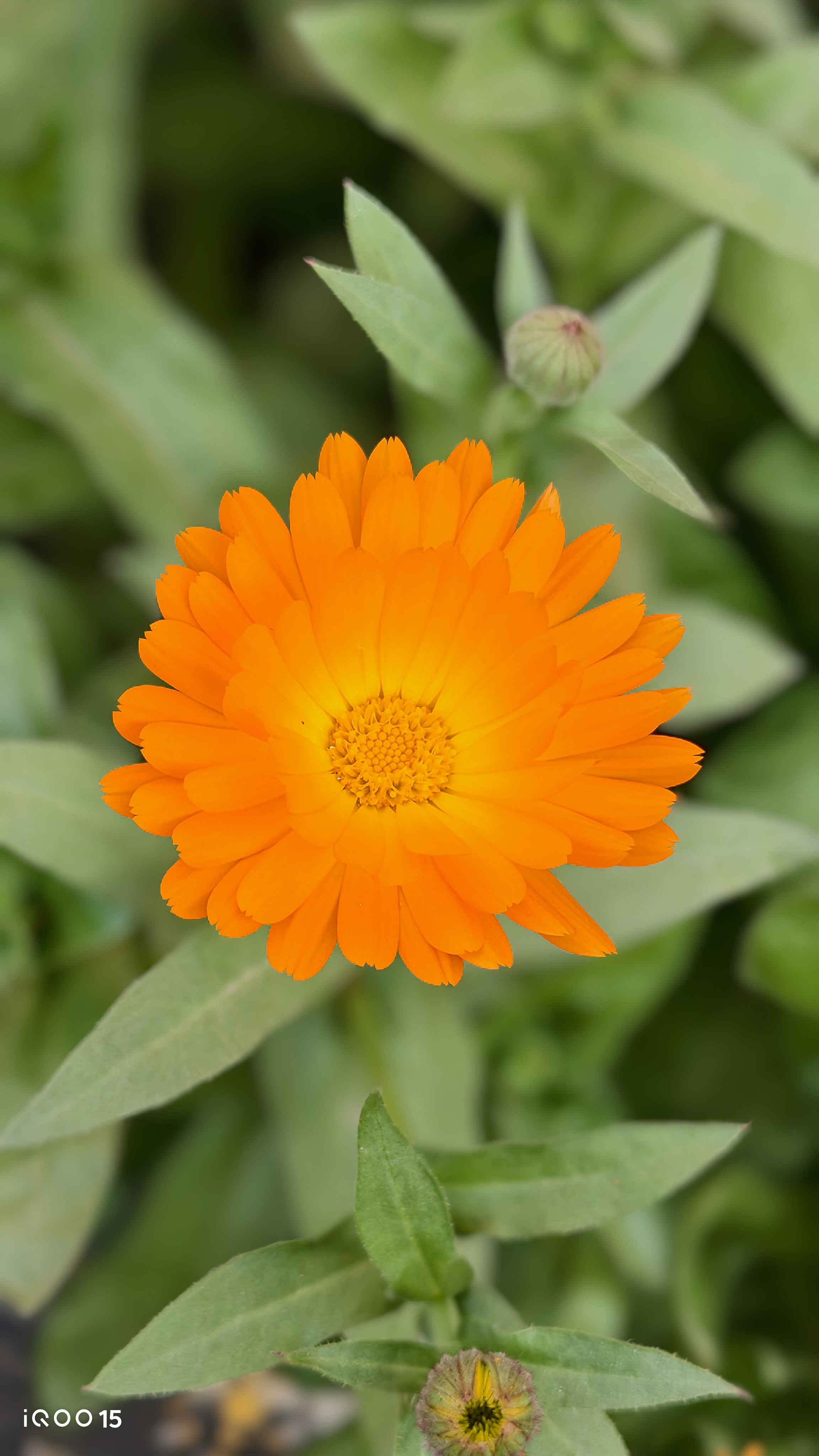 Floral Fantasy X iQOO 15