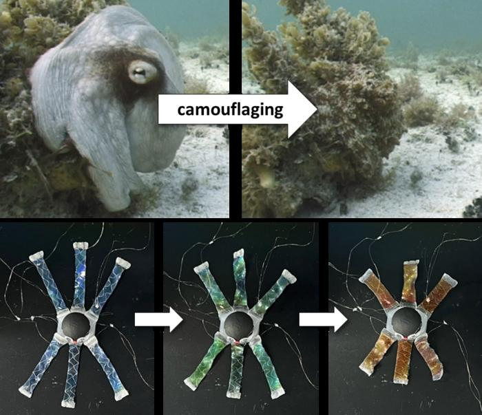 The Octopus That Outsmarts Machines