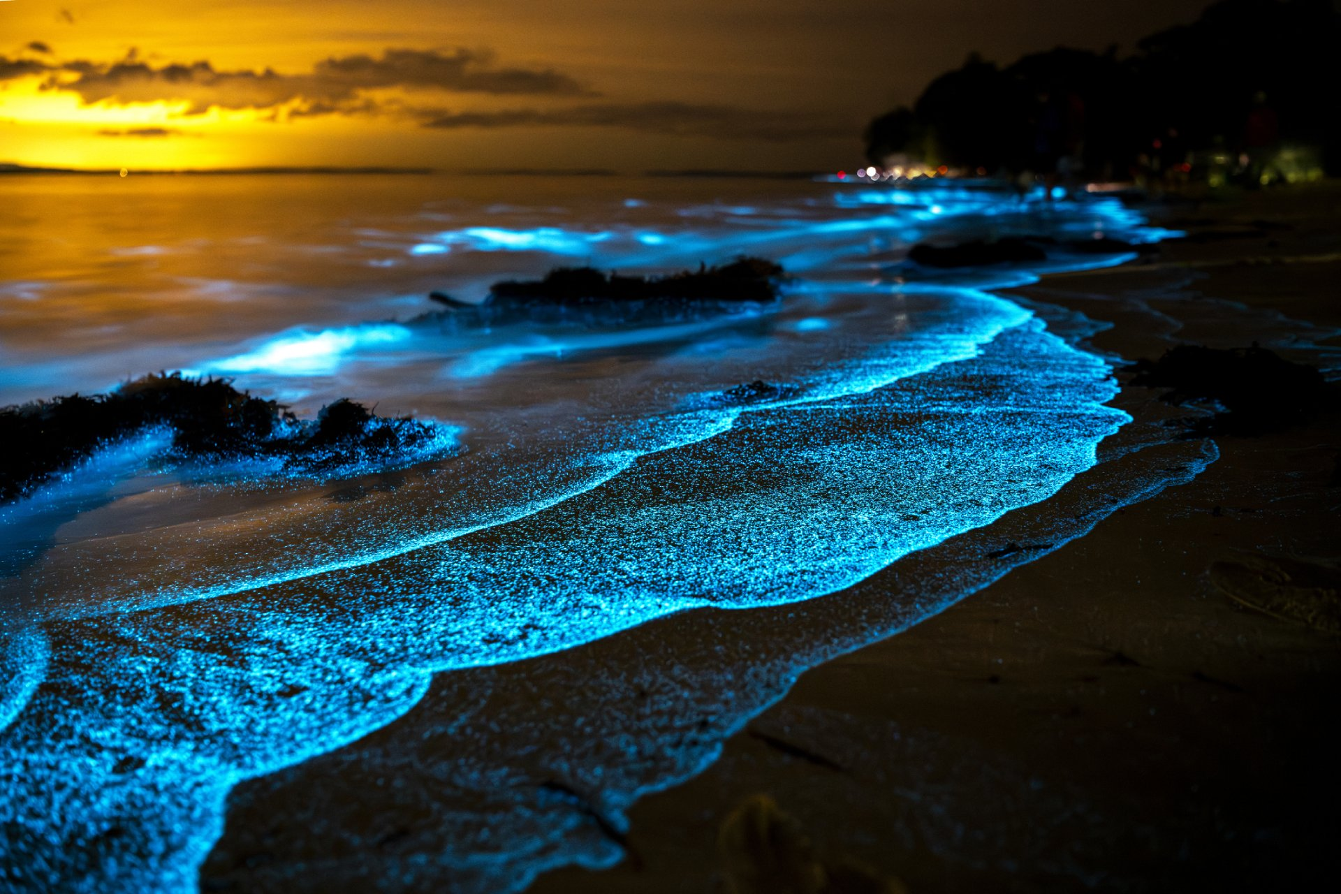 The Sea That Turns Into a Neon Galaxy