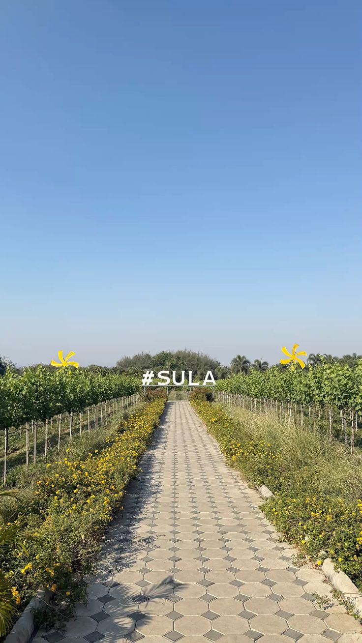 Sula Vineyards – Wine Tasting & Sunset Views