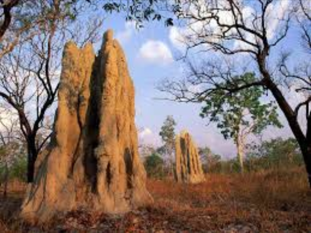 Termite Mounds vs Climate-Controlled Buildings