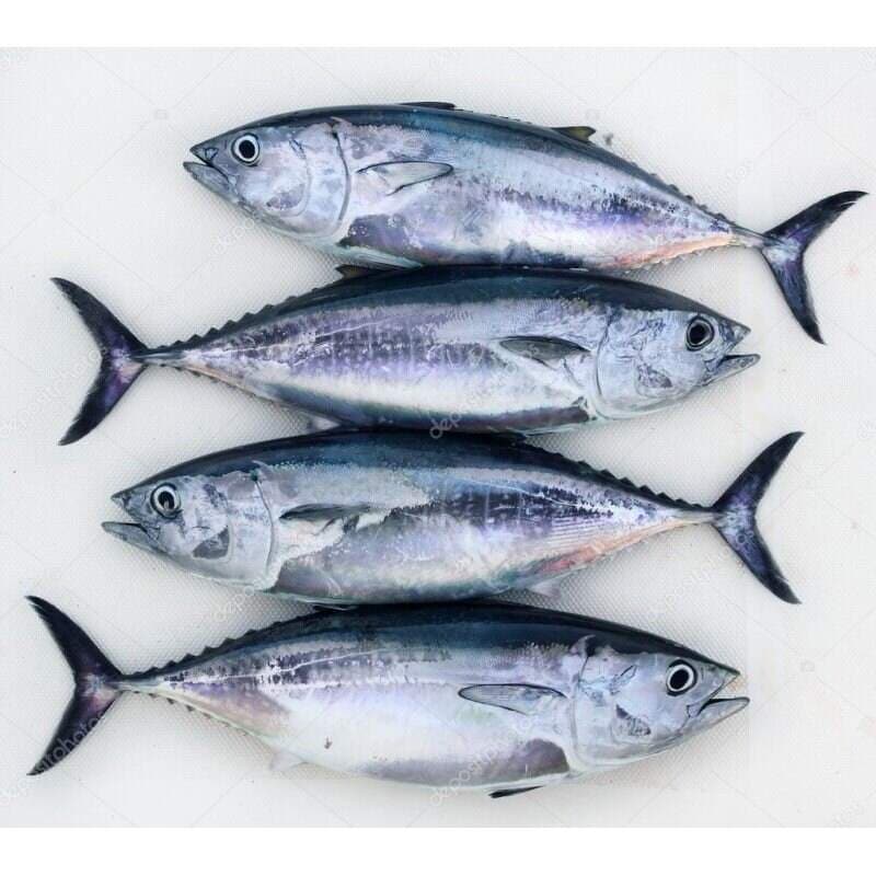Ocean Series #244 – 🐟 Black Mackerel: The Fast Ocean Sprinter ⚡🌊