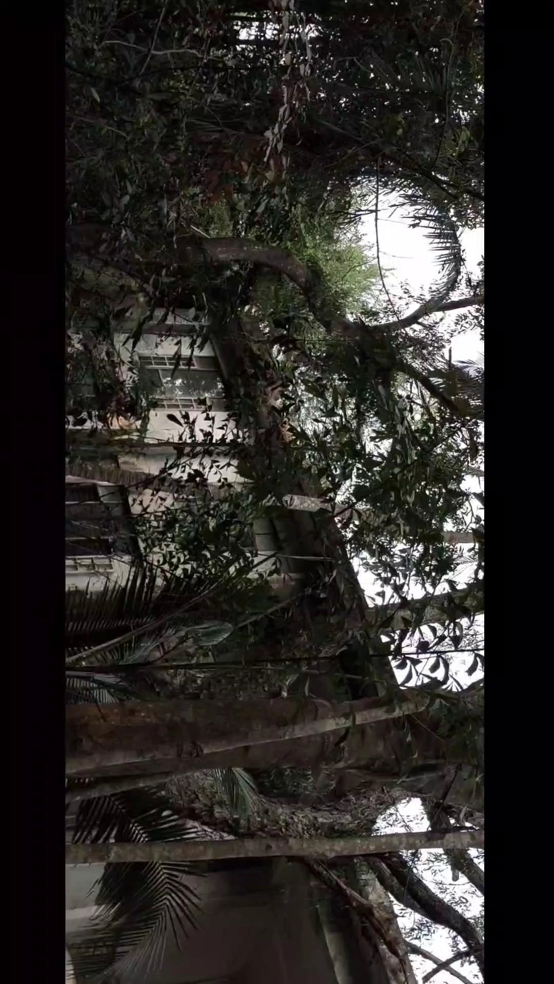 Forgotten British Bunglow | ShotOniQOO | Neo 6 | Cinematic mode