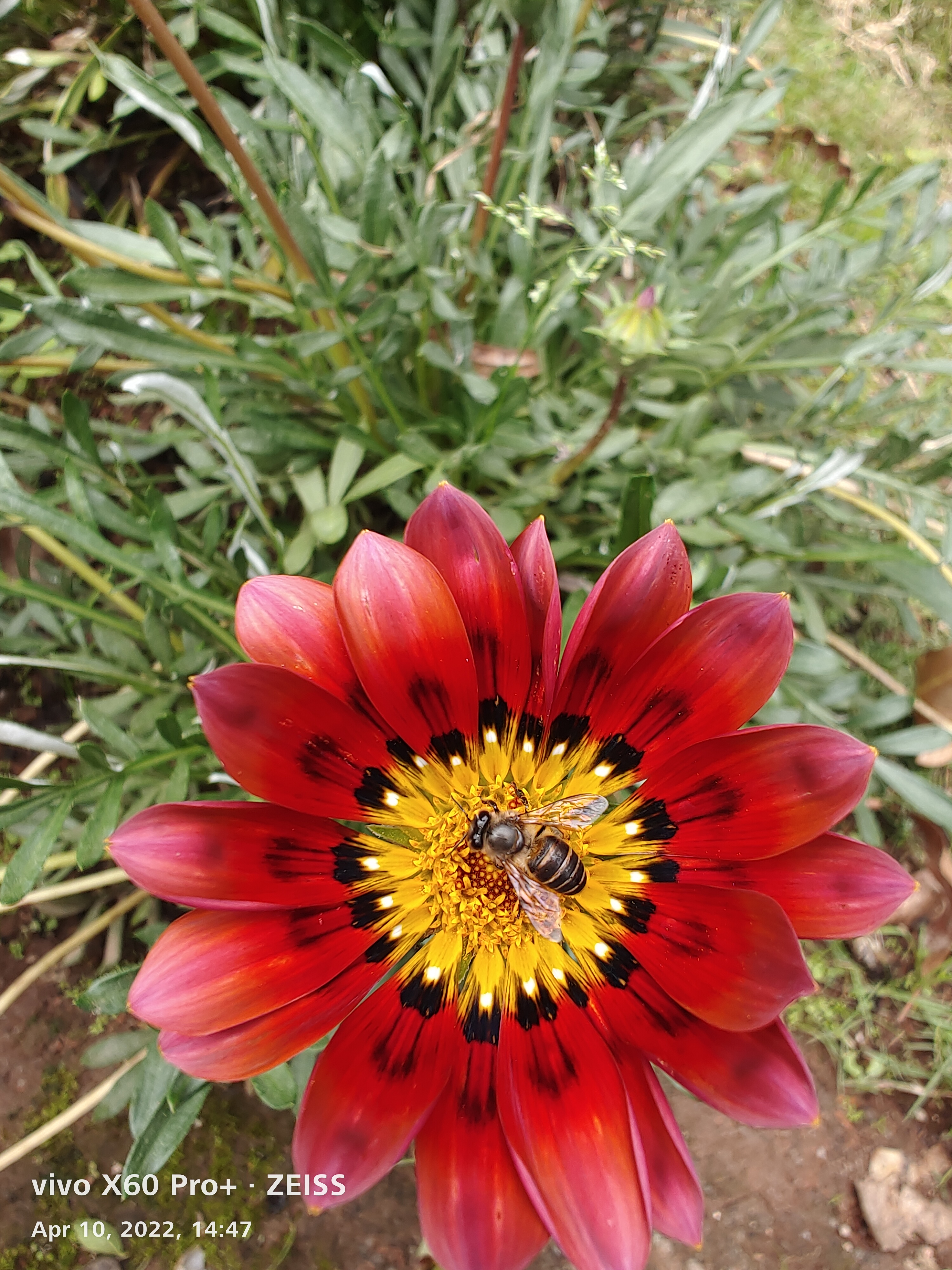 X60pro plus super micro mode photo