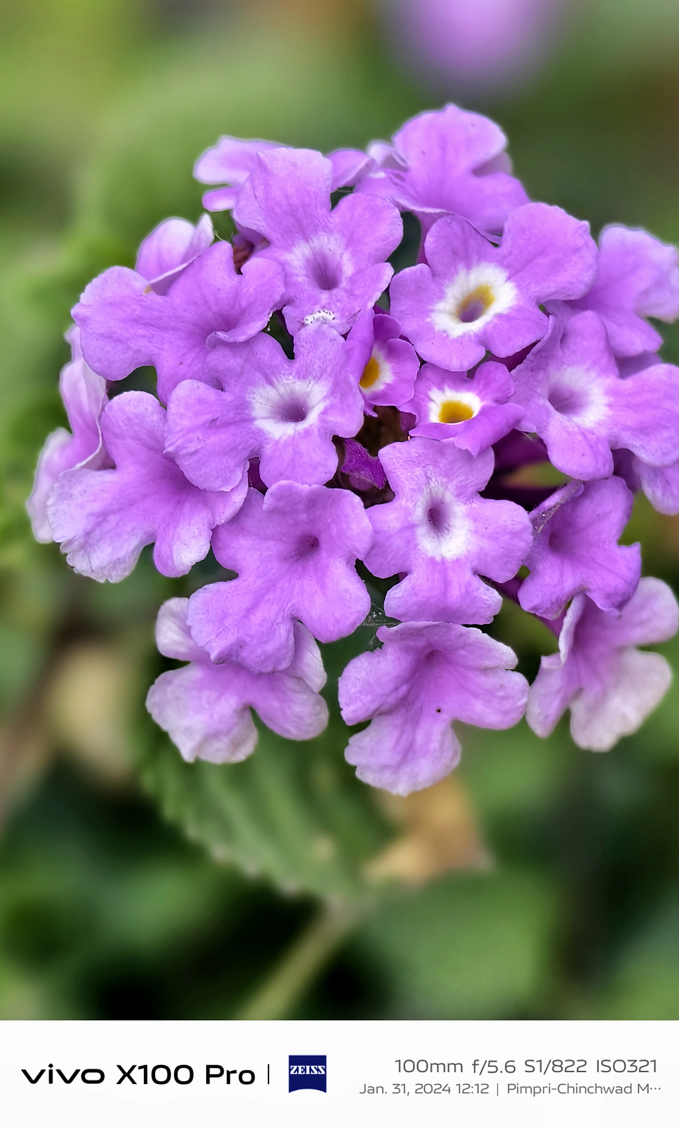 Macro Potrait photography with the incredible Vivo X100 Pro! Part 2